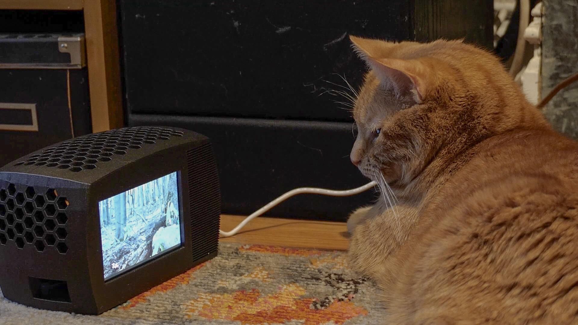 Raspberry Pi Cat TV : 5 Steps (with Pictures) - Instructables