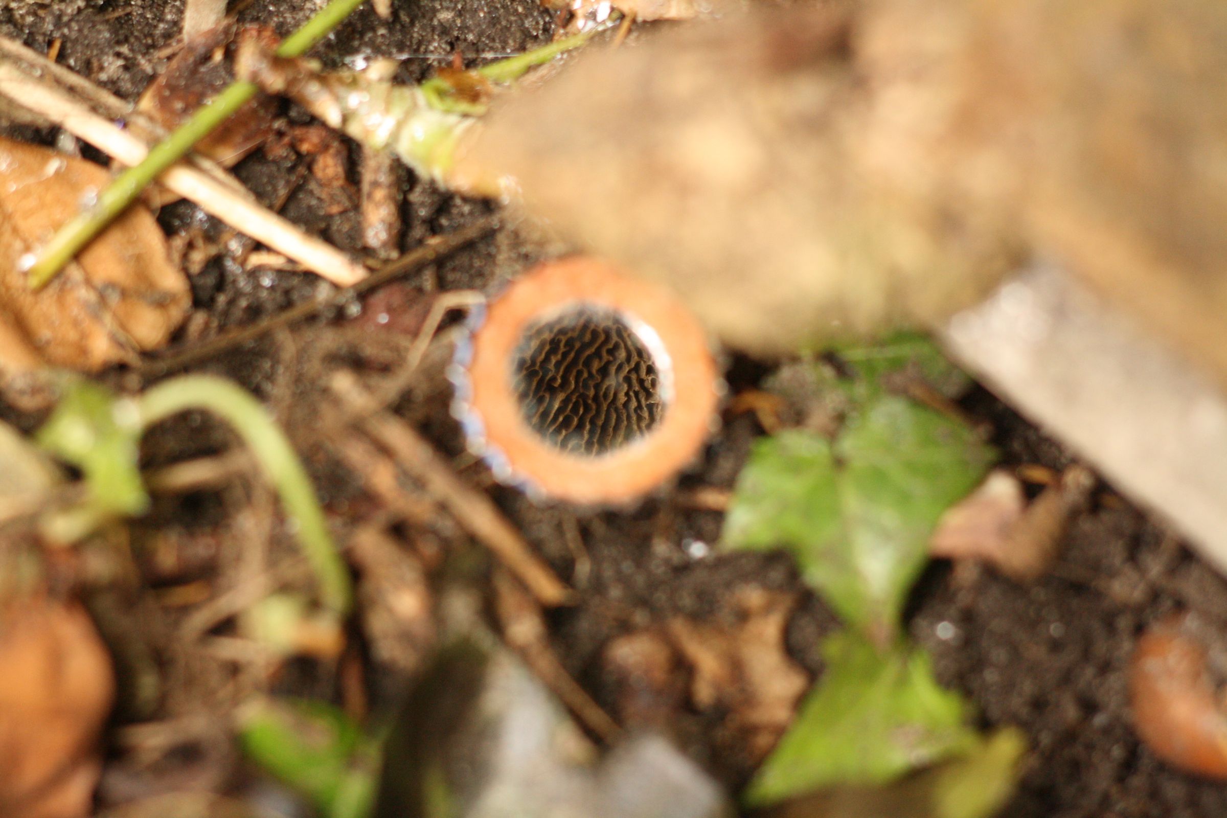 Mushroom Determination Kit, Pocket Sized and Made From Scrap : 9 Steps ...