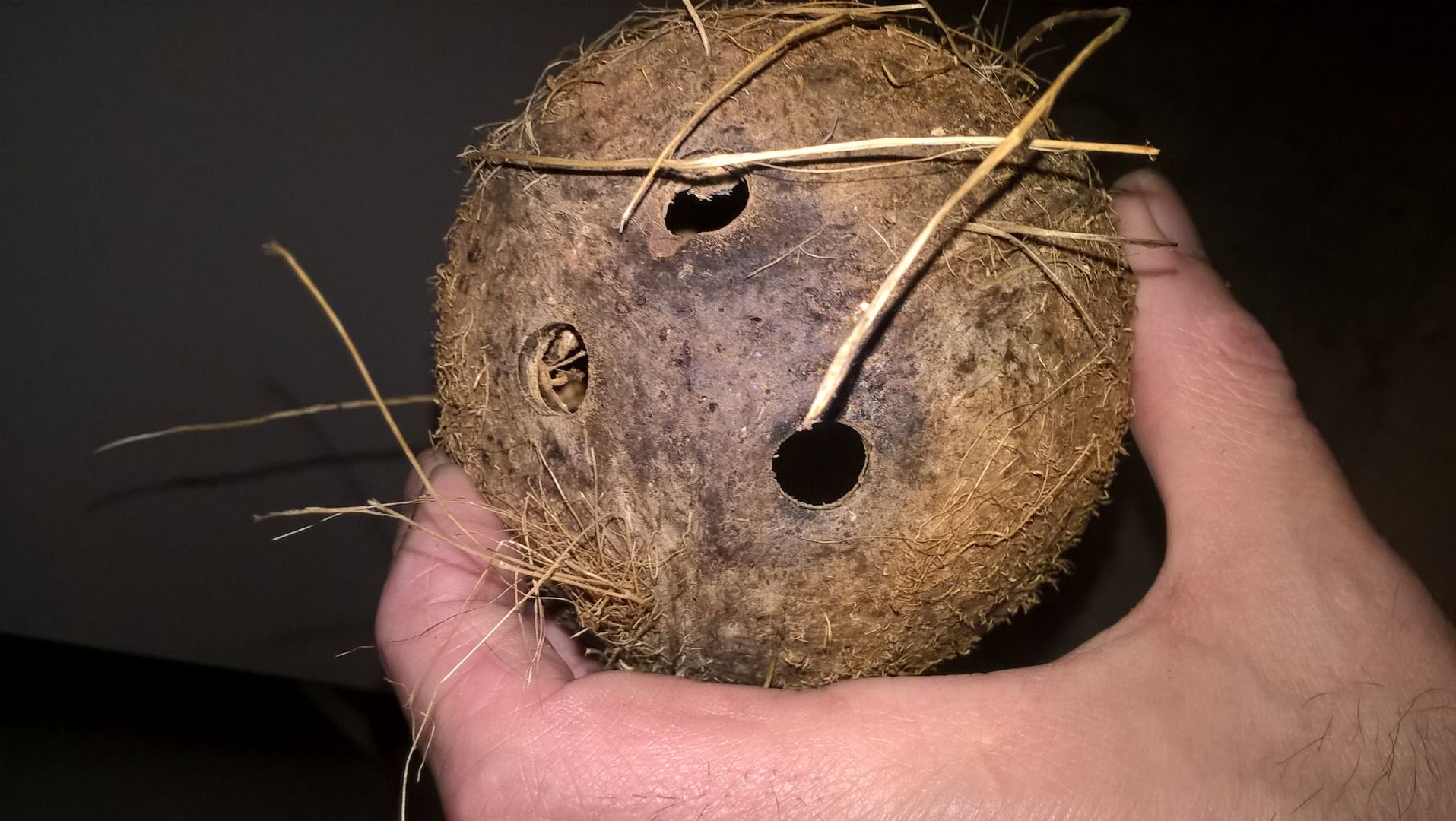 Coconut Amplifier : 6 Steps (with Pictures) - Instructables