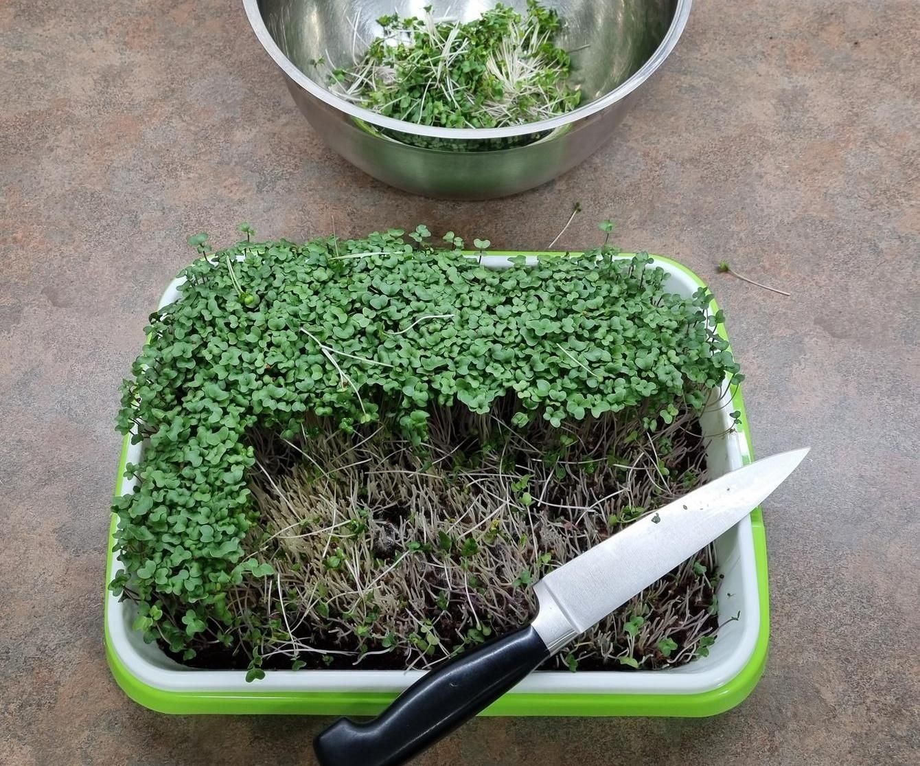 Very Simple Broccoli Micro Greens : 5 Steps (with Pictures) - Instructables