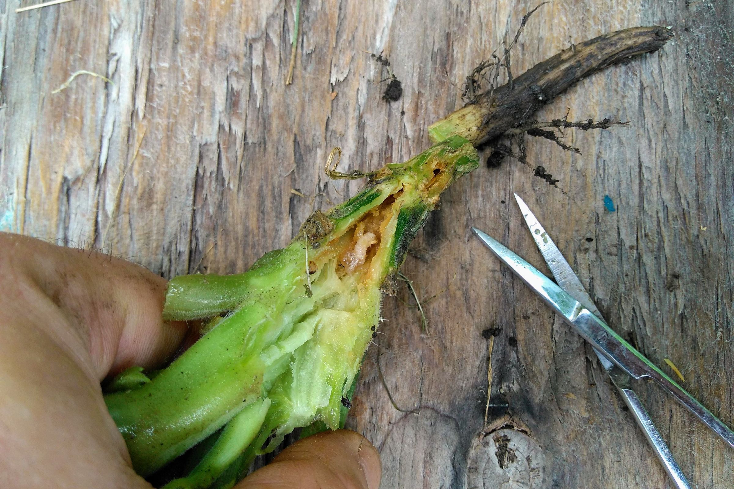 How to Hunt Vine Borers : 17 Steps (with Pictures) - Instructables
