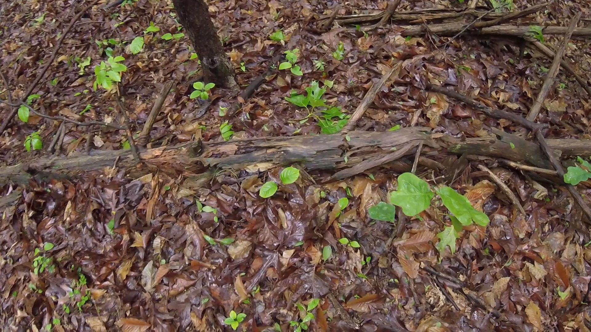 Fatwood Nature's Fire Starter : 3 Steps - Instructables