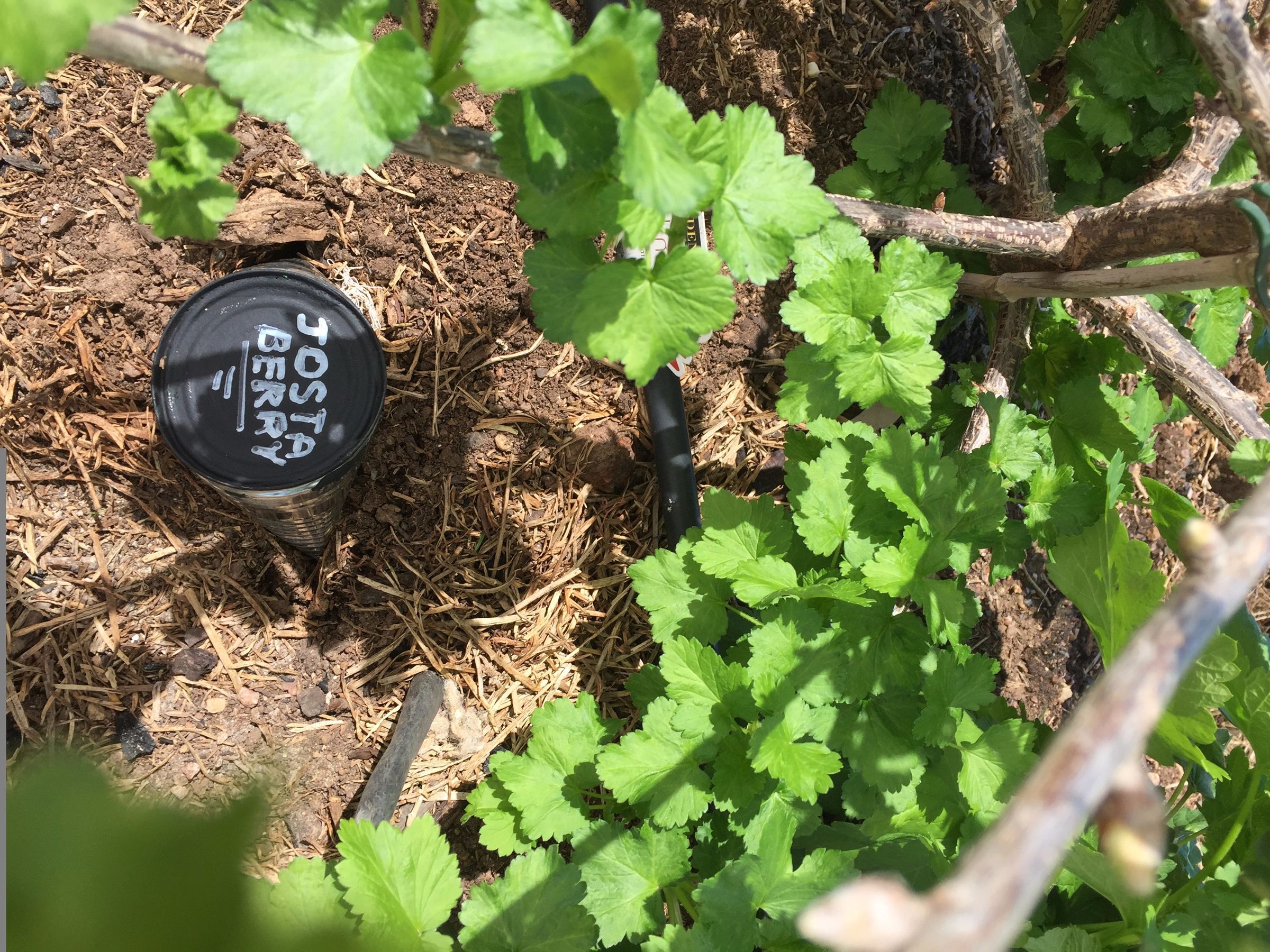 Never Forget What You Planted - Plant Labels : 3 Steps (with Pictures ...