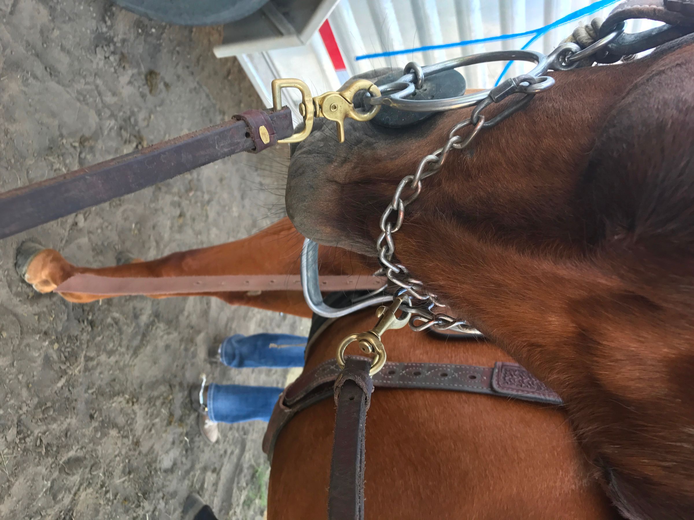 How to Saddle a Horse : 9 Steps (with Pictures) - Instructables