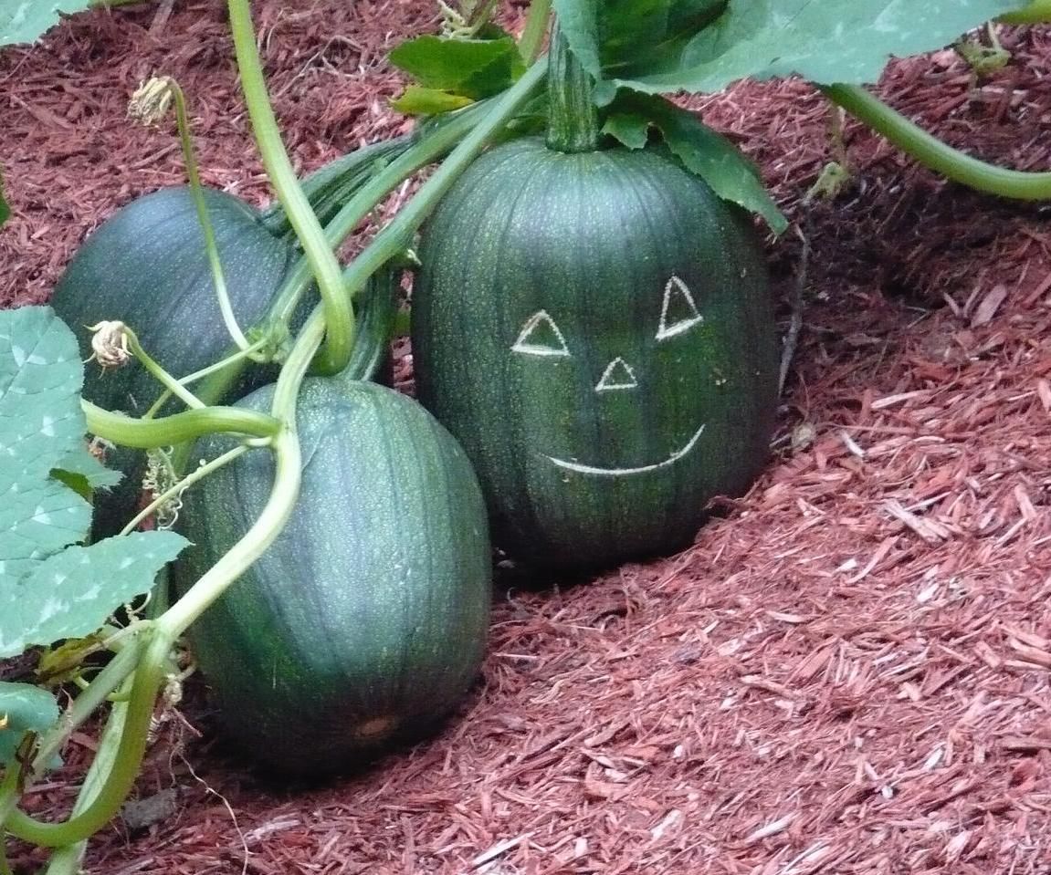 'Scarred' Pumpkins & Jack-o-Lanterns : 4 Steps (with Pictures) - Instructables