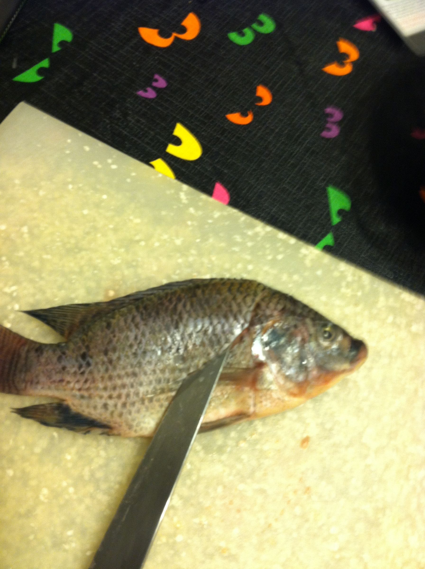 How to Clean a Fish : 6 Steps (with Pictures) - Instructables