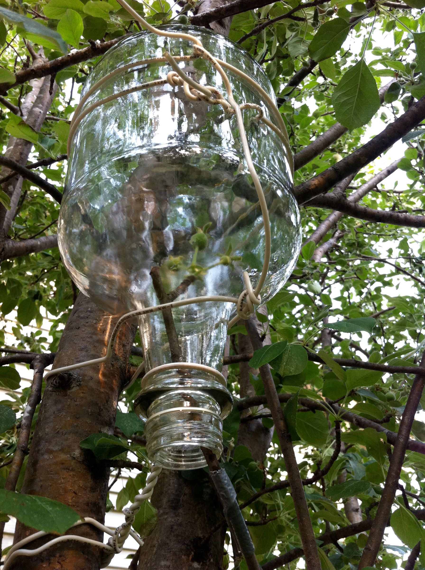 How to Grow an Apple in a Bottle : 15 Steps (with Pictures) - Instructables