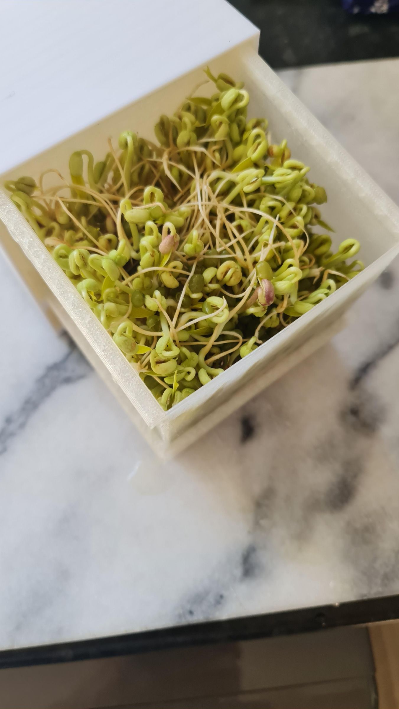 Automated Bean Sprouter : 8 Steps (with Pictures) - Instructables