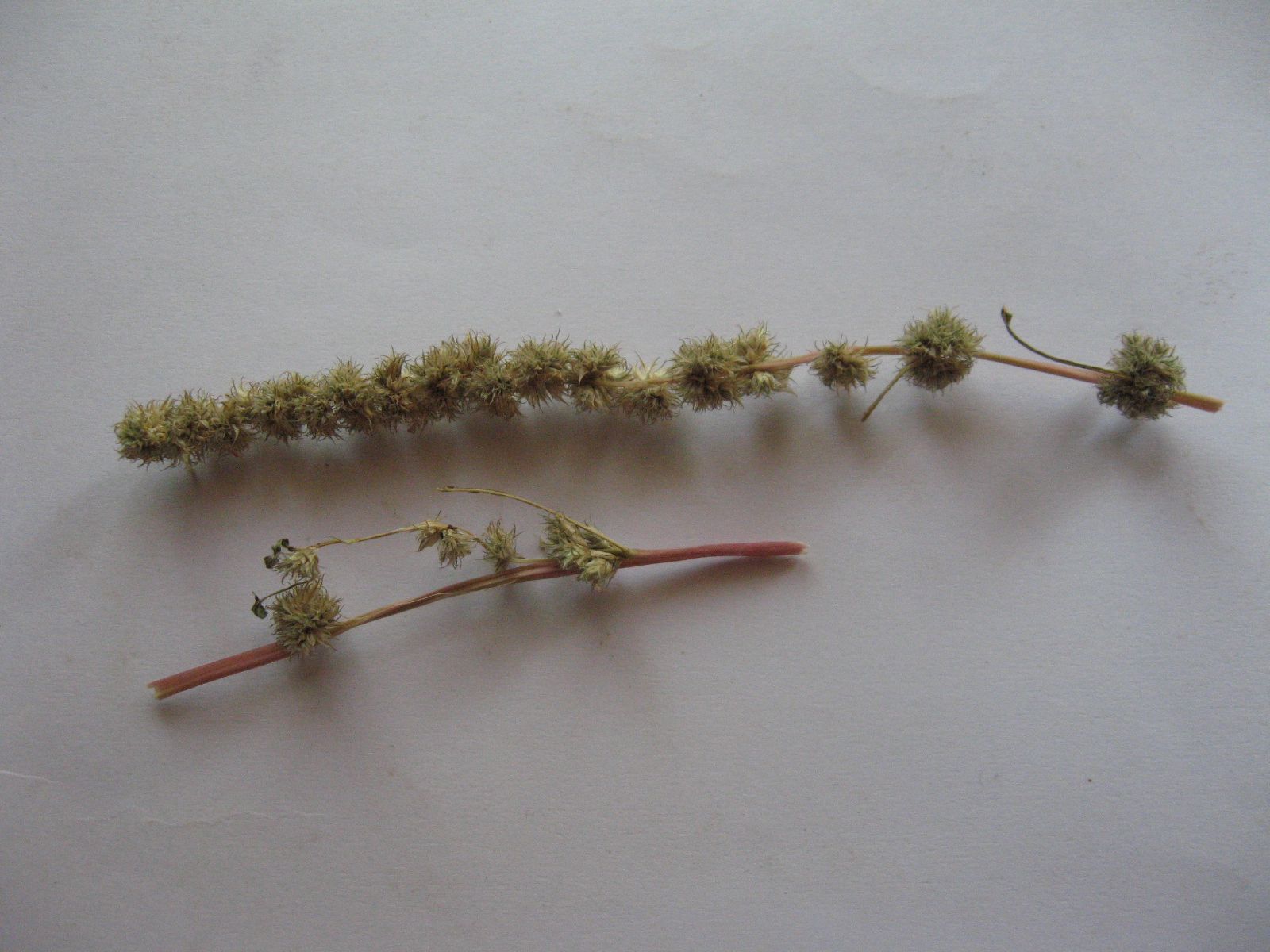 How to Grow Amaranth From Stems and Collect Seeds : 5 Steps (with ...