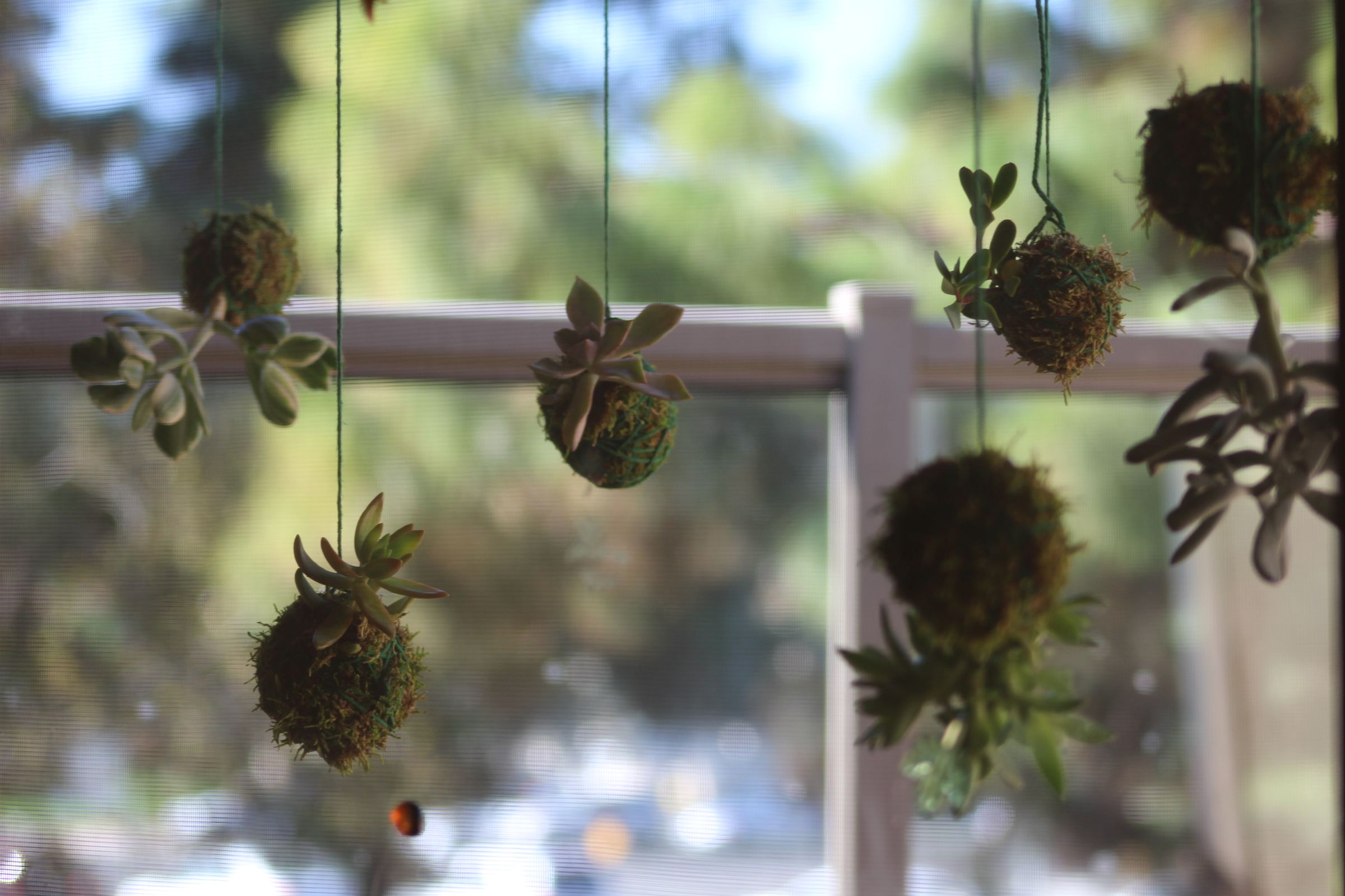 My String Garden : 3 Steps (with Pictures) - Instructables