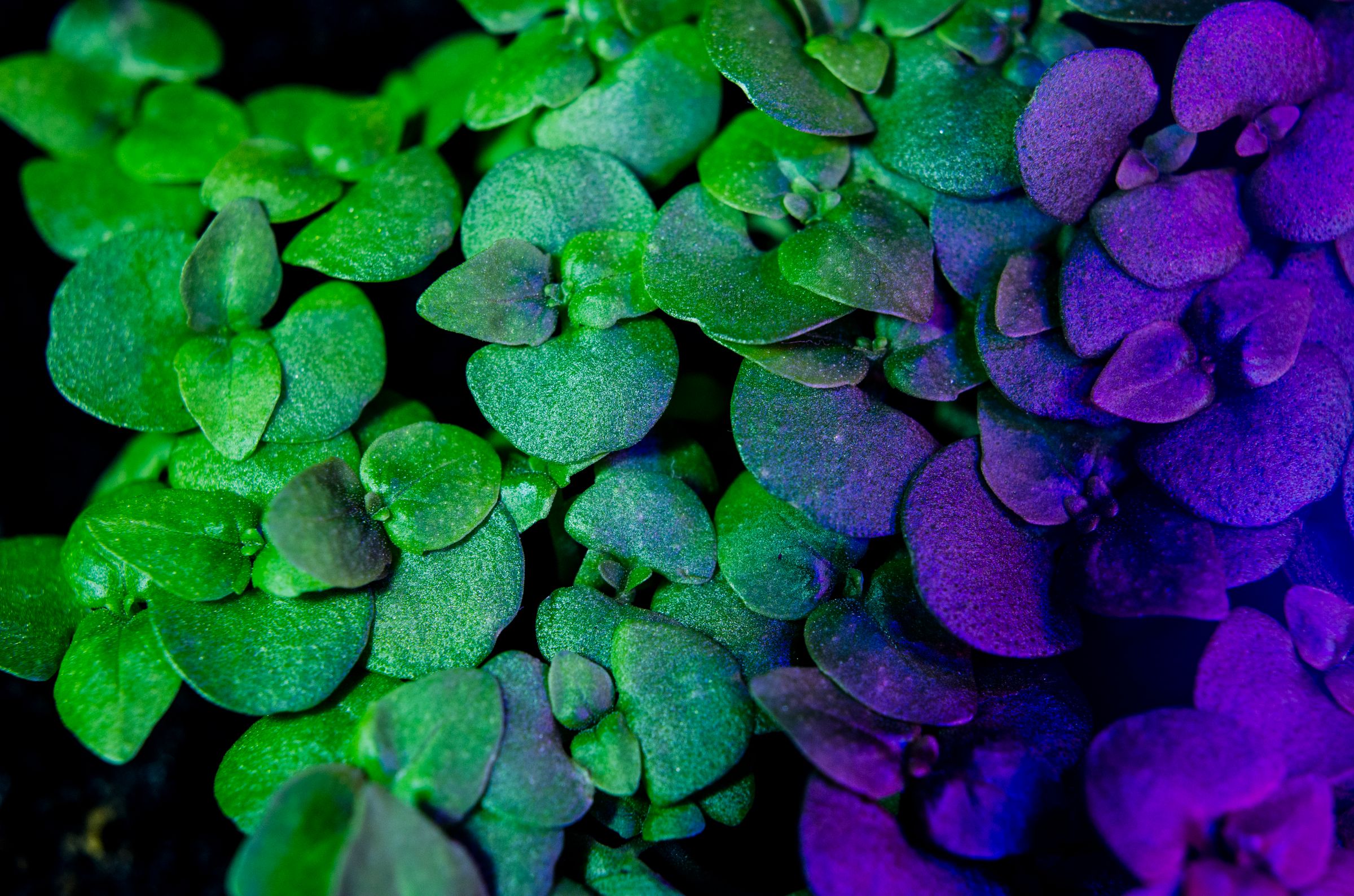 Arduino Plant Warden : 5 Steps - Instructables