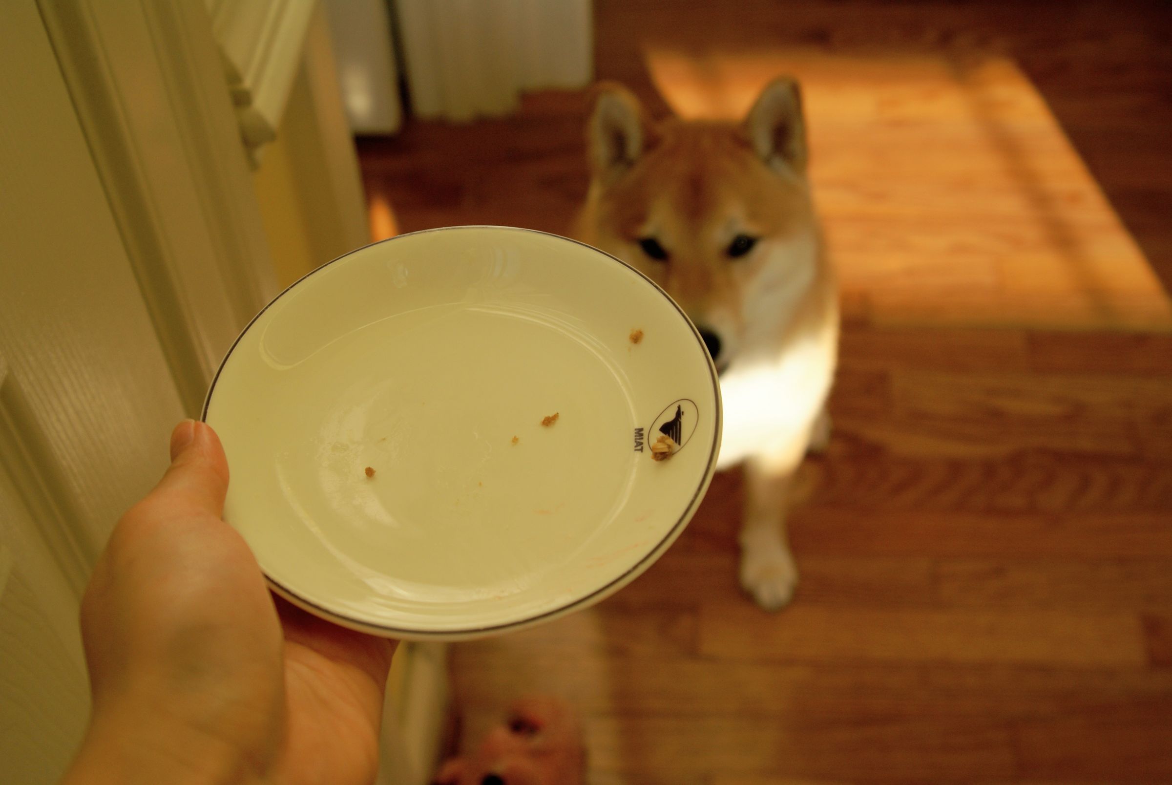 Dog Cheesecake Recipe : 9 Steps (with Pictures) - Instructables