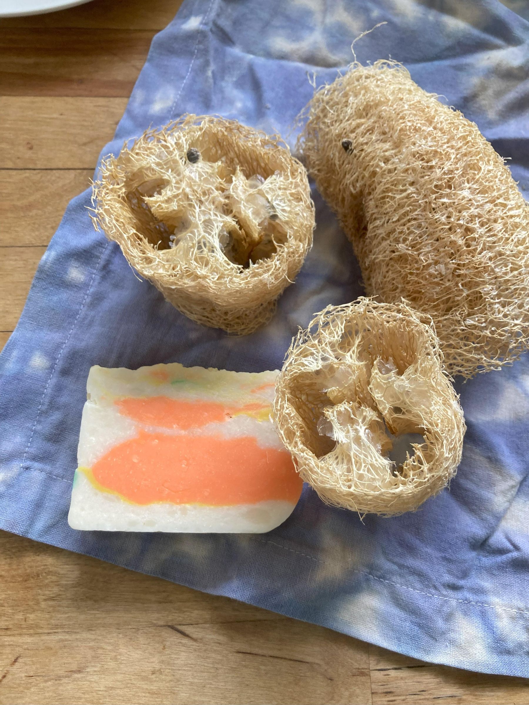 Growing Luffa for Compostable Cleaning Sponges : 8 Steps (with Pictures ...