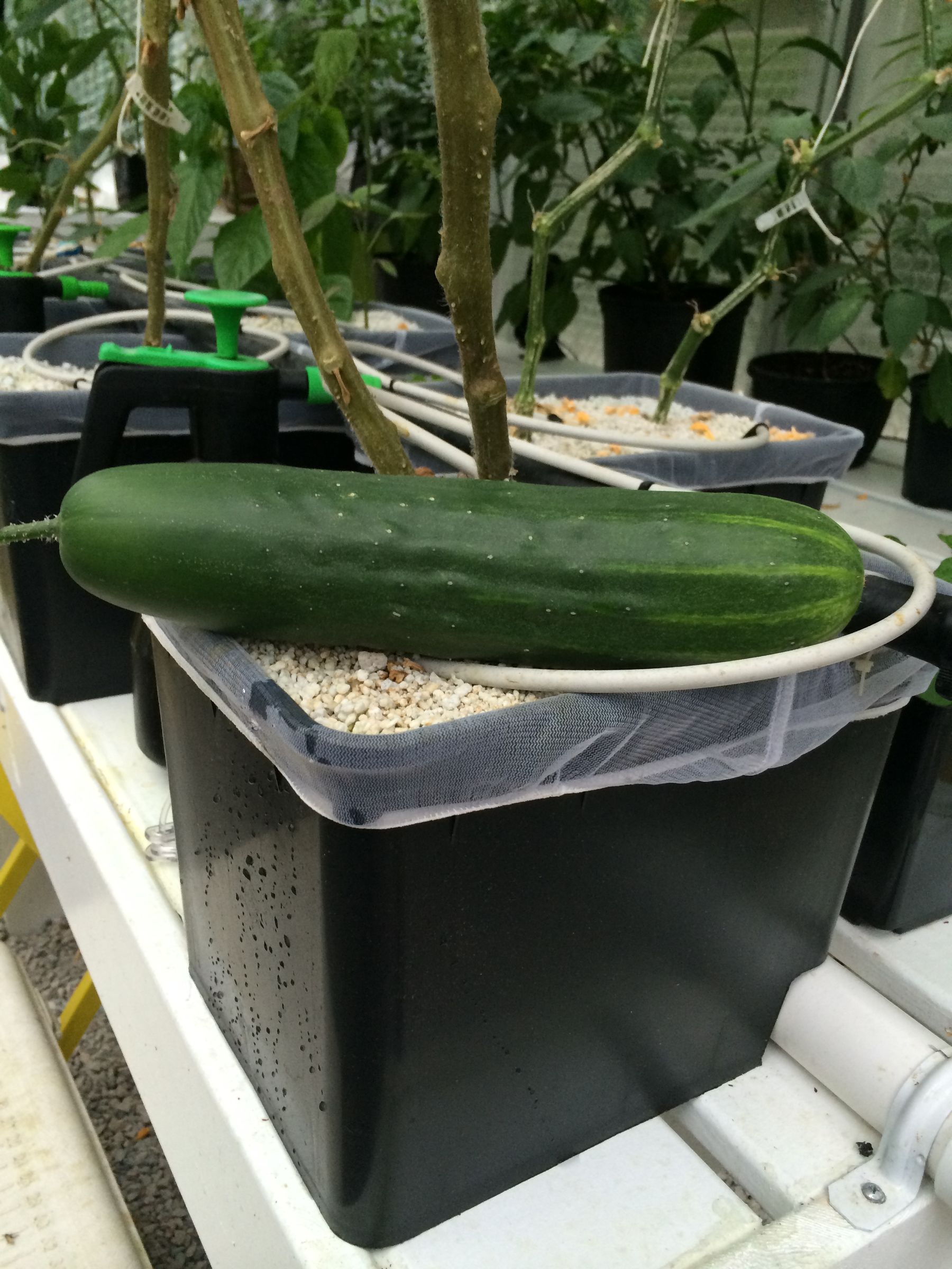 Dutch Bucket Hydroponic System : 27 Steps (with Pictures) - Instructables