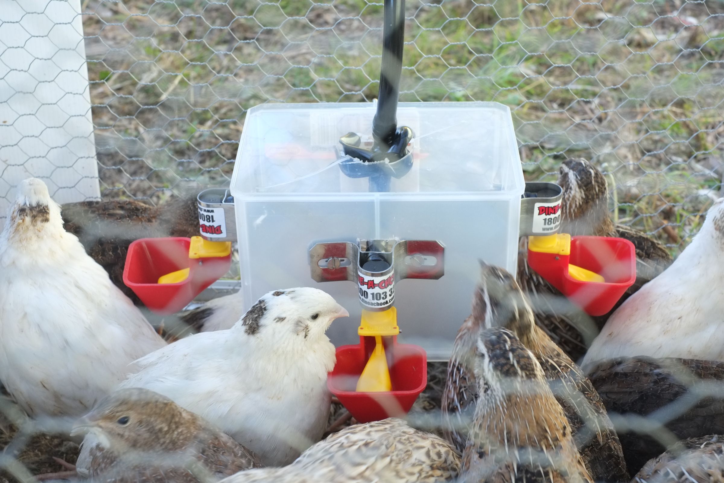 Quail or Chicken Drinker to Suit a Moving Tractor or Hutch : 10 Steps ...