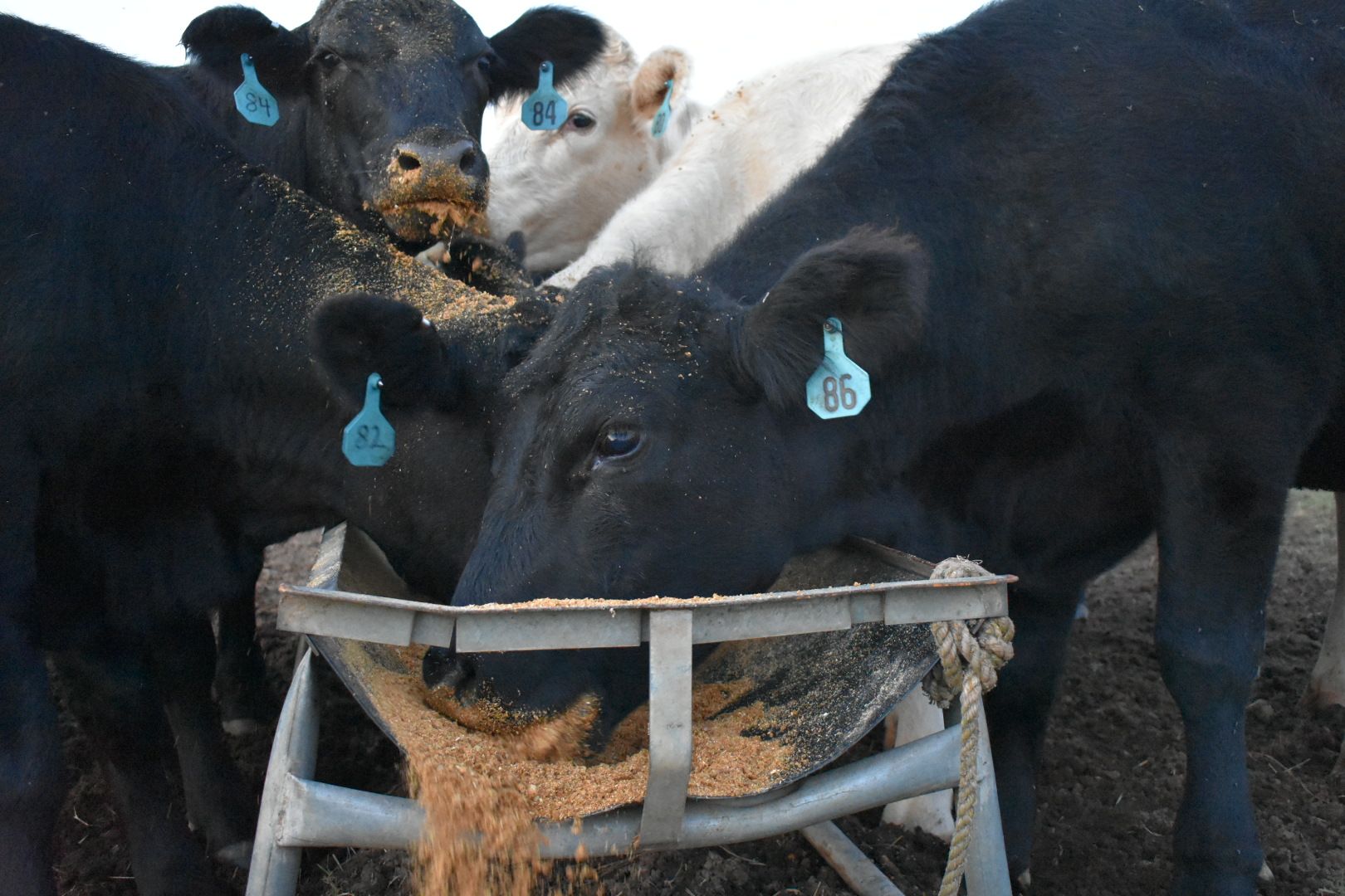 How to Work Cattle : 7 Steps - Instructables