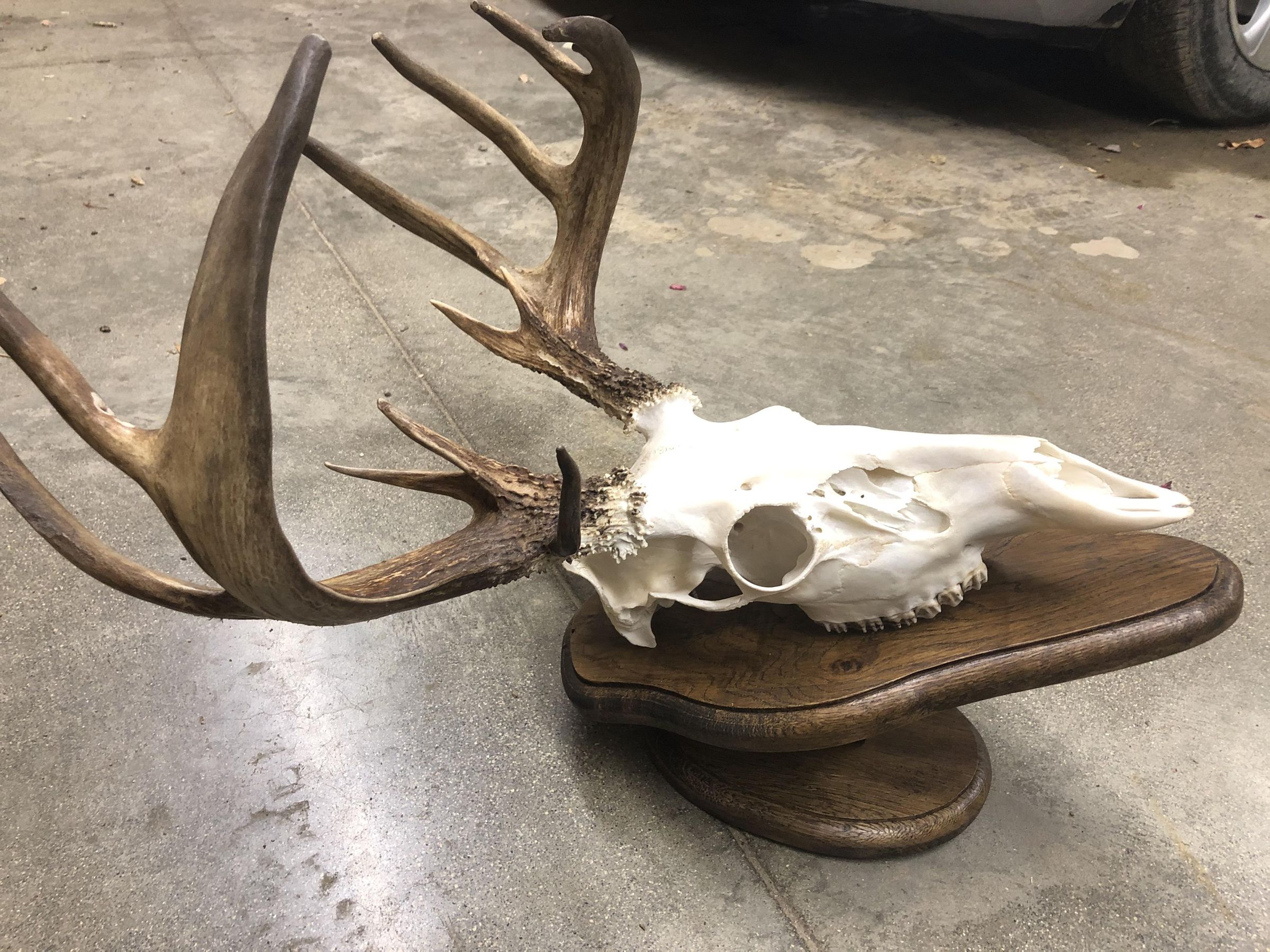 How to Build a European Mount Plaque : 6 Steps - Instructables