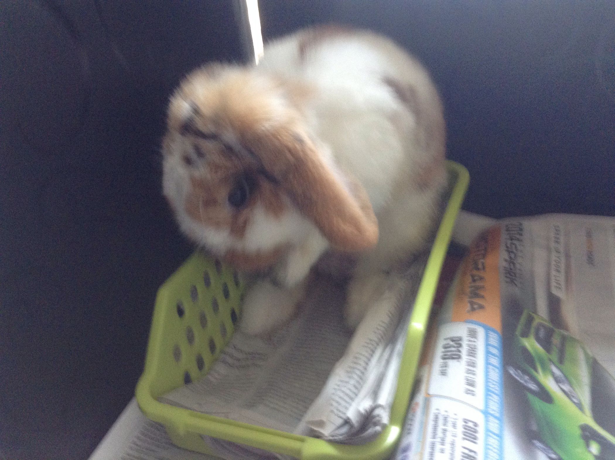 How to Litter Train Your Rabbit : 4 Steps - Instructables