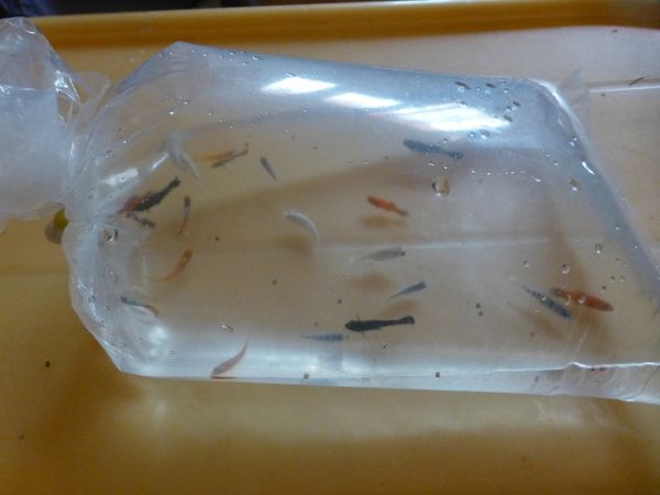 Constructing a Small Fish Pond in the Garden : 23 Steps (with Pictures ...