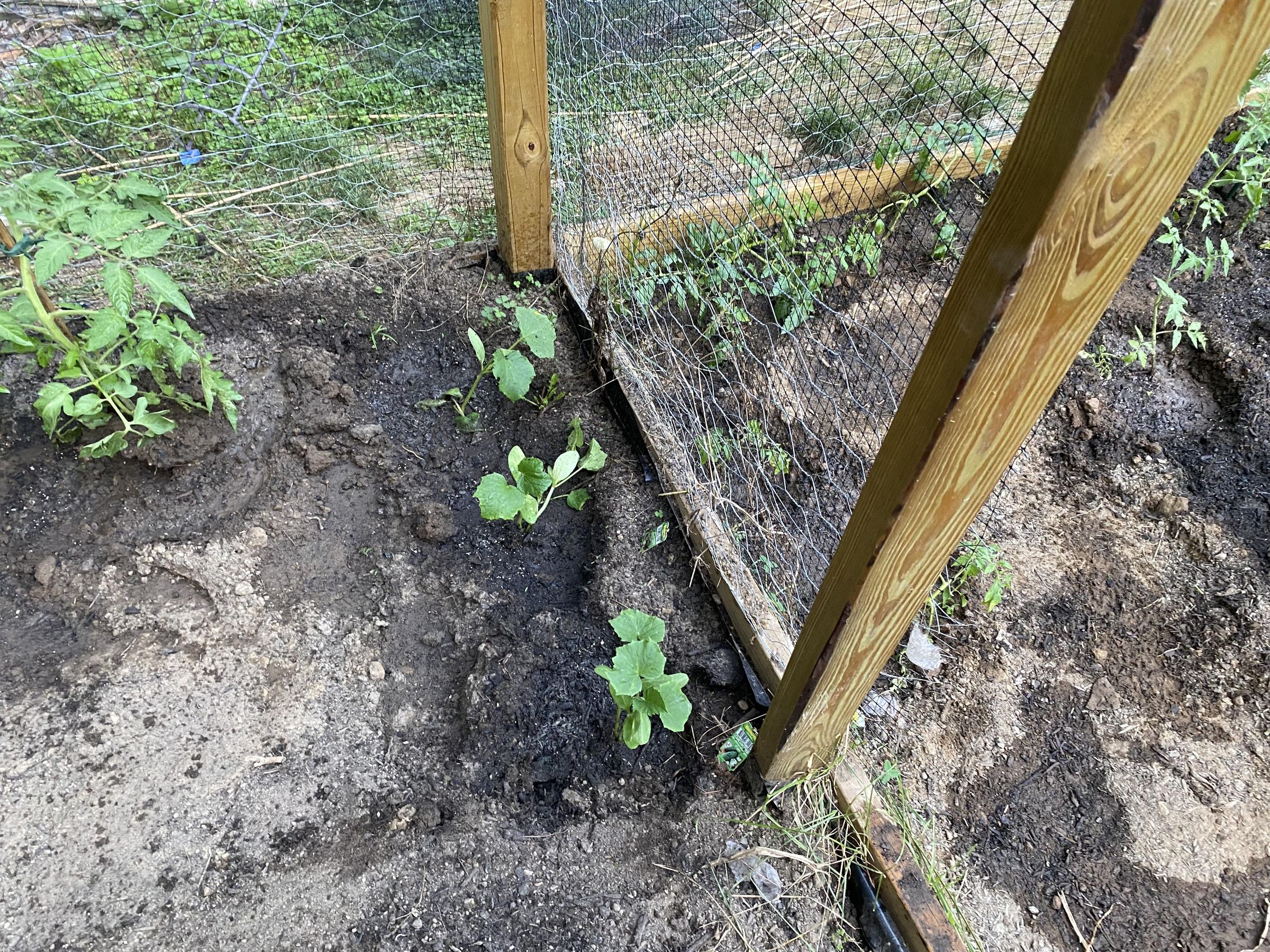 Protected Garden Enclosure 2.0 : 7 Steps (with Pictures) - Instructables