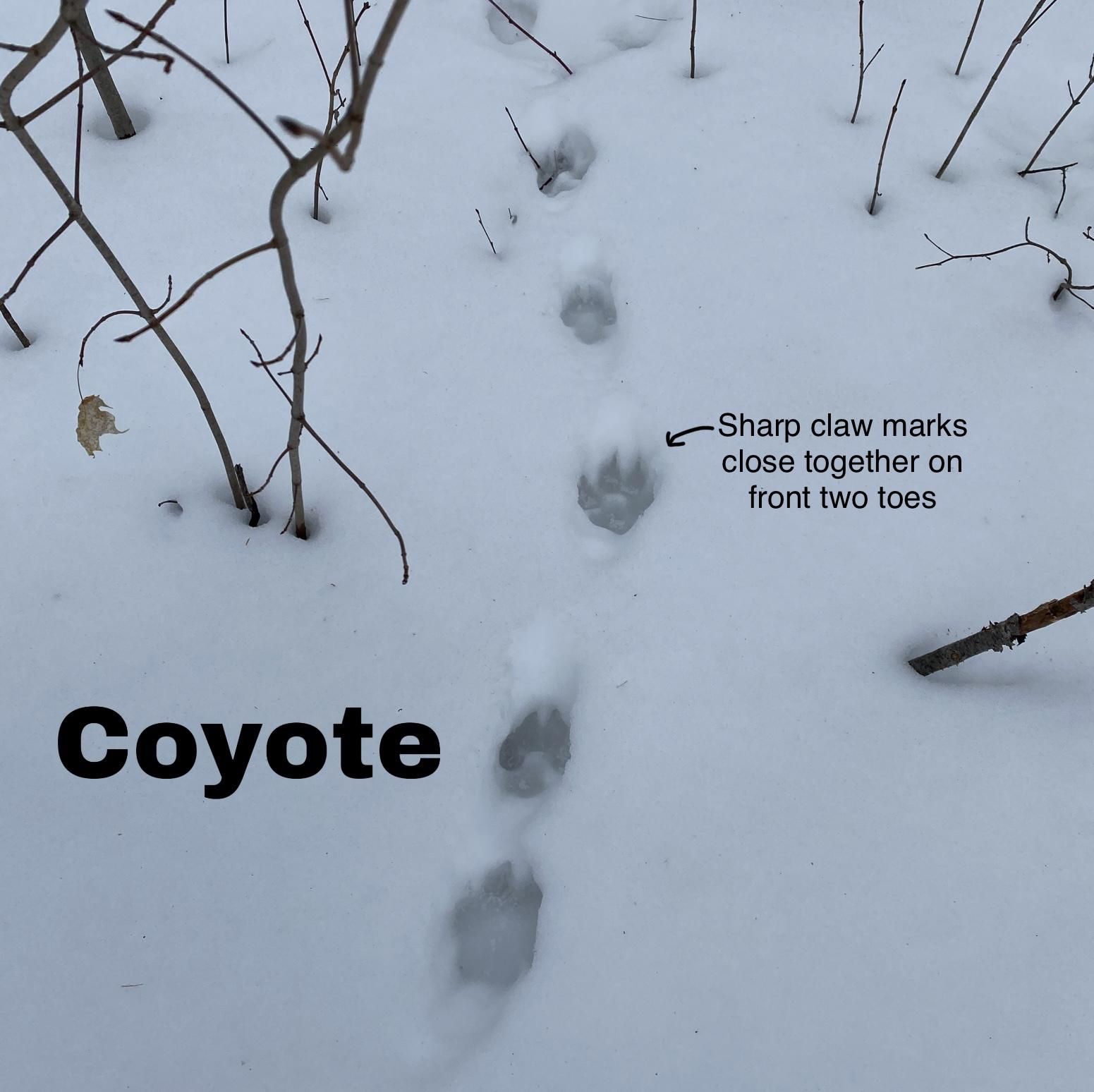 Identifying Wildlife Tracks : 4 Steps - Instructables