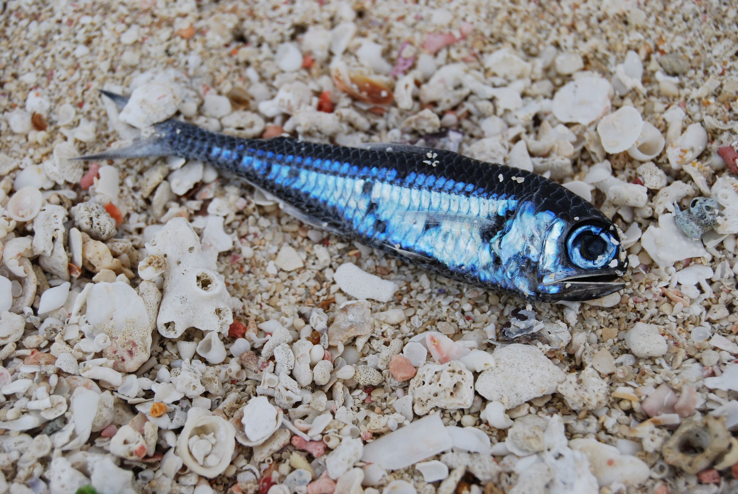 Guide to Beach Combing : 4 Steps (with Pictures) - Instructables