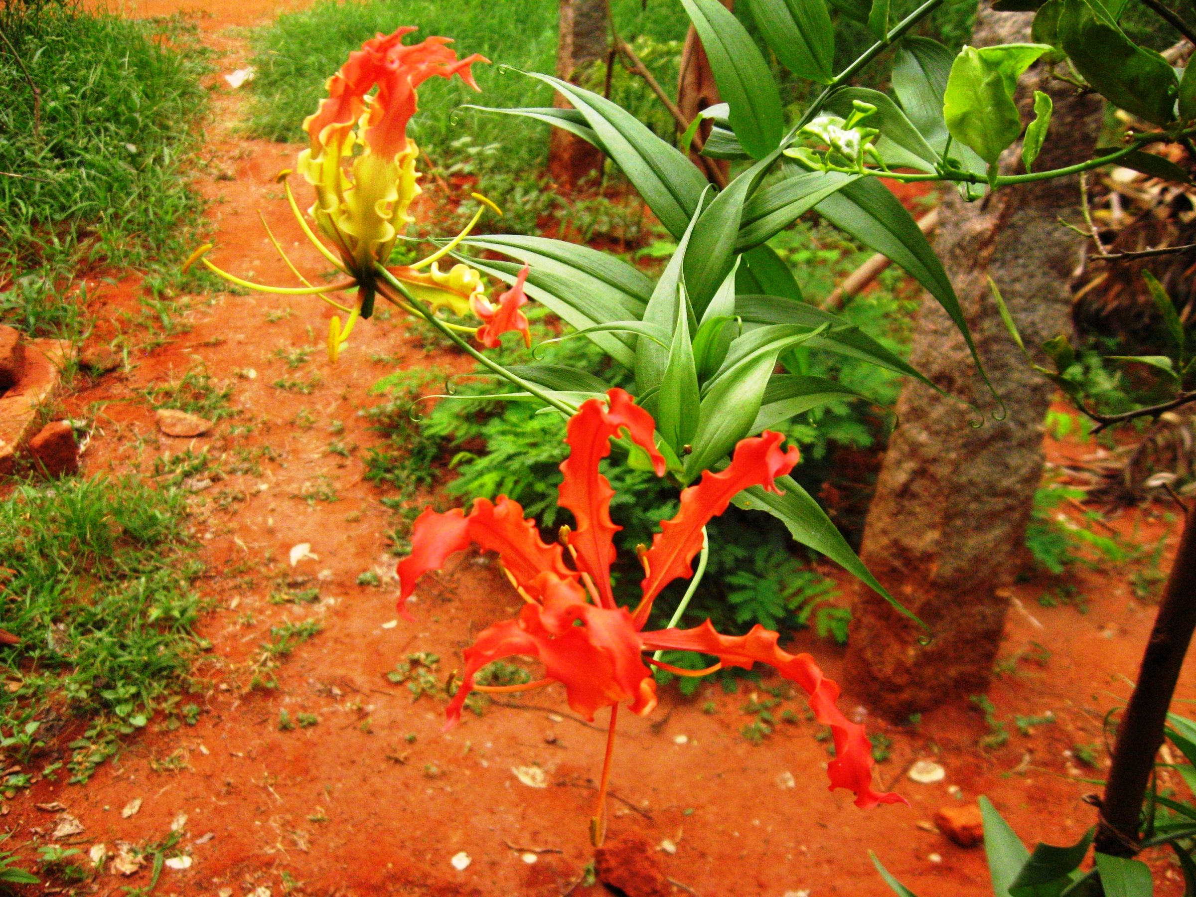 The Life of Glory Lily Flower : a Nature Watcher's Diary : 10 Steps ...