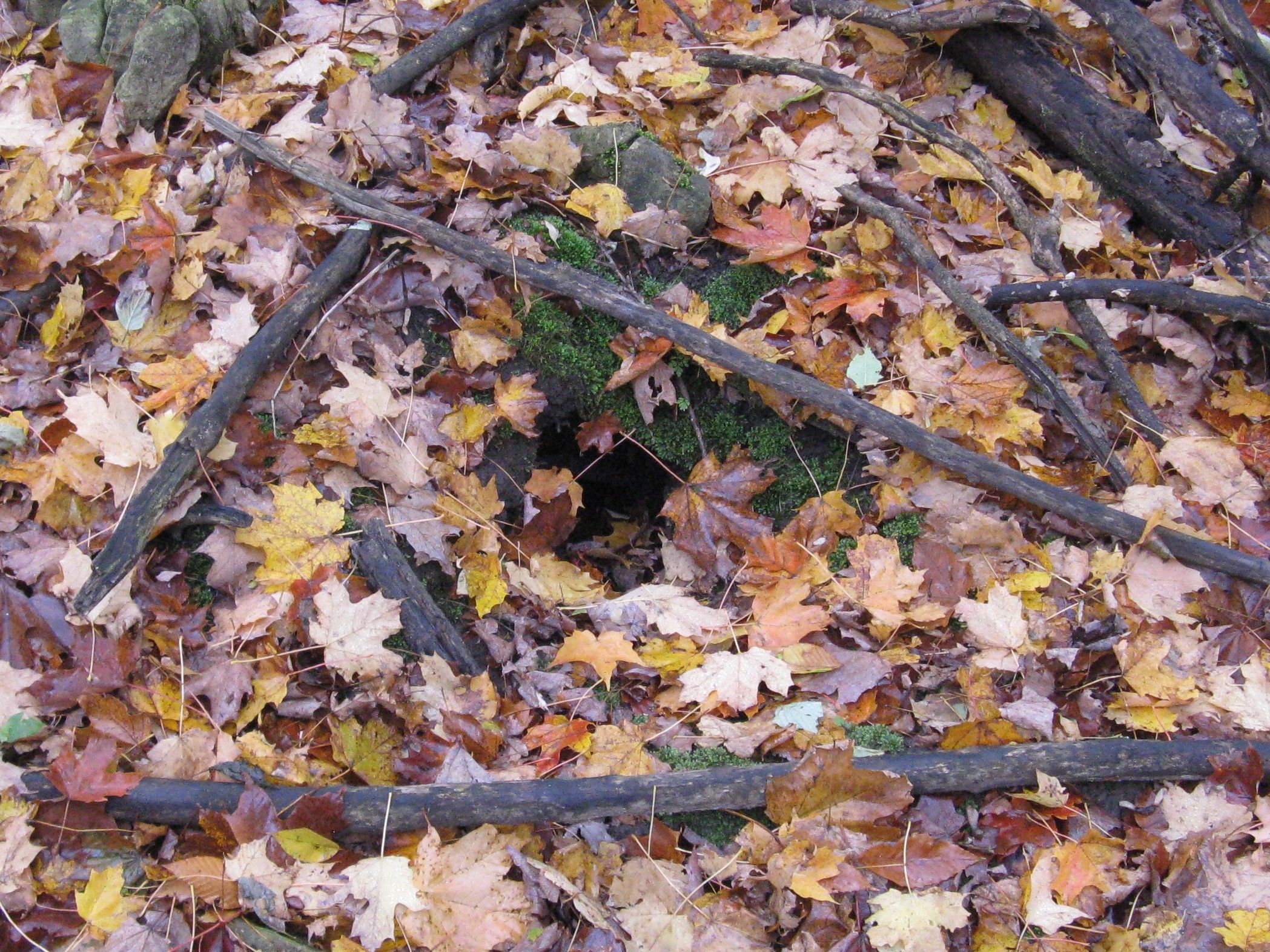 Snaring : 9 Steps (with Pictures) - Instructables