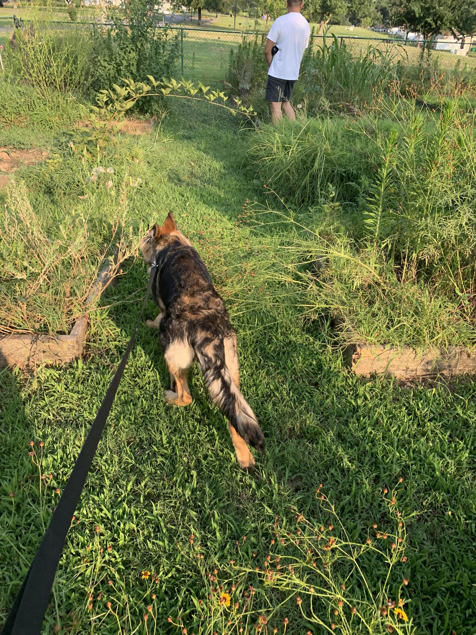 How to Set a VERY Reliable Recall With Your Dog : 10 Steps (with ...