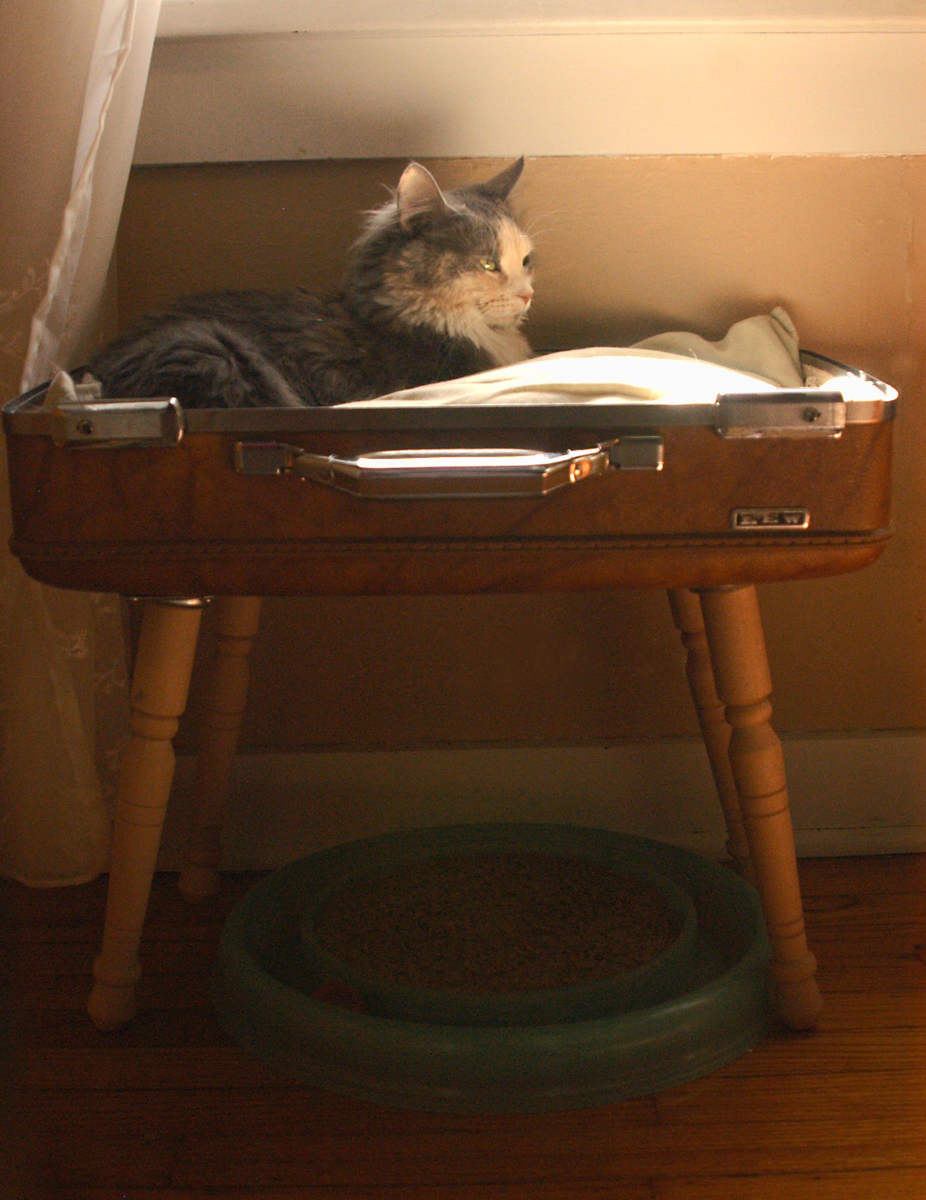 Stylish & Simple Suitcase Pet Bed : 3 Steps (with Pictures) - Instructables