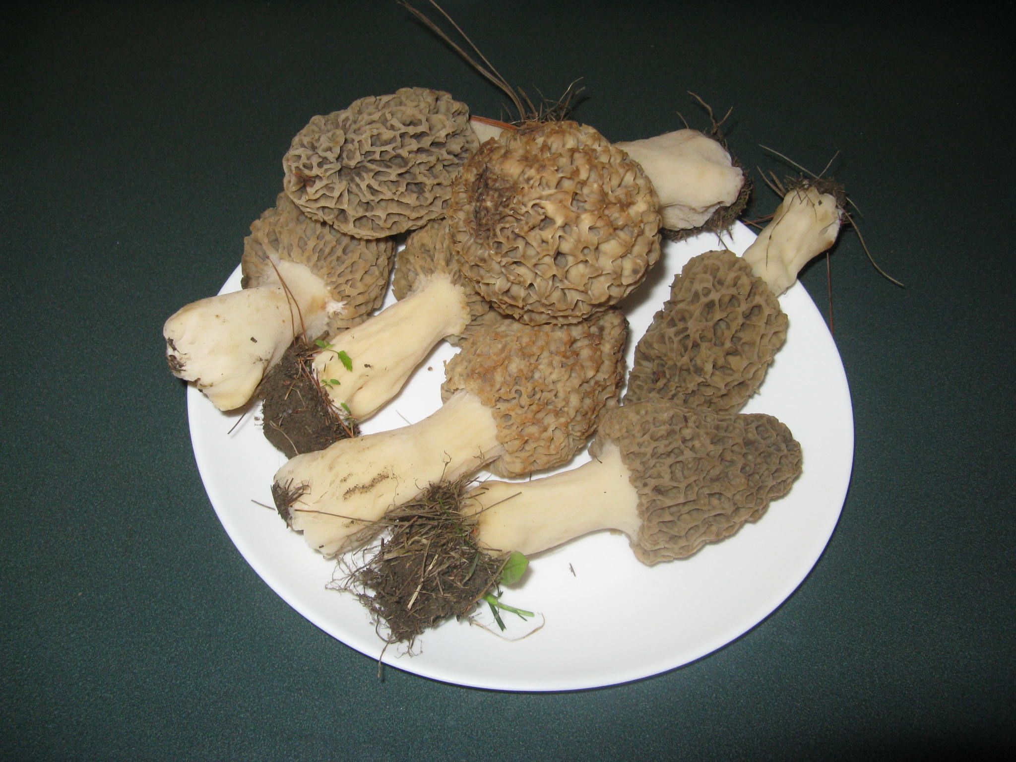 Cream of Morel Soup : 7 Steps (with Pictures) - Instructables