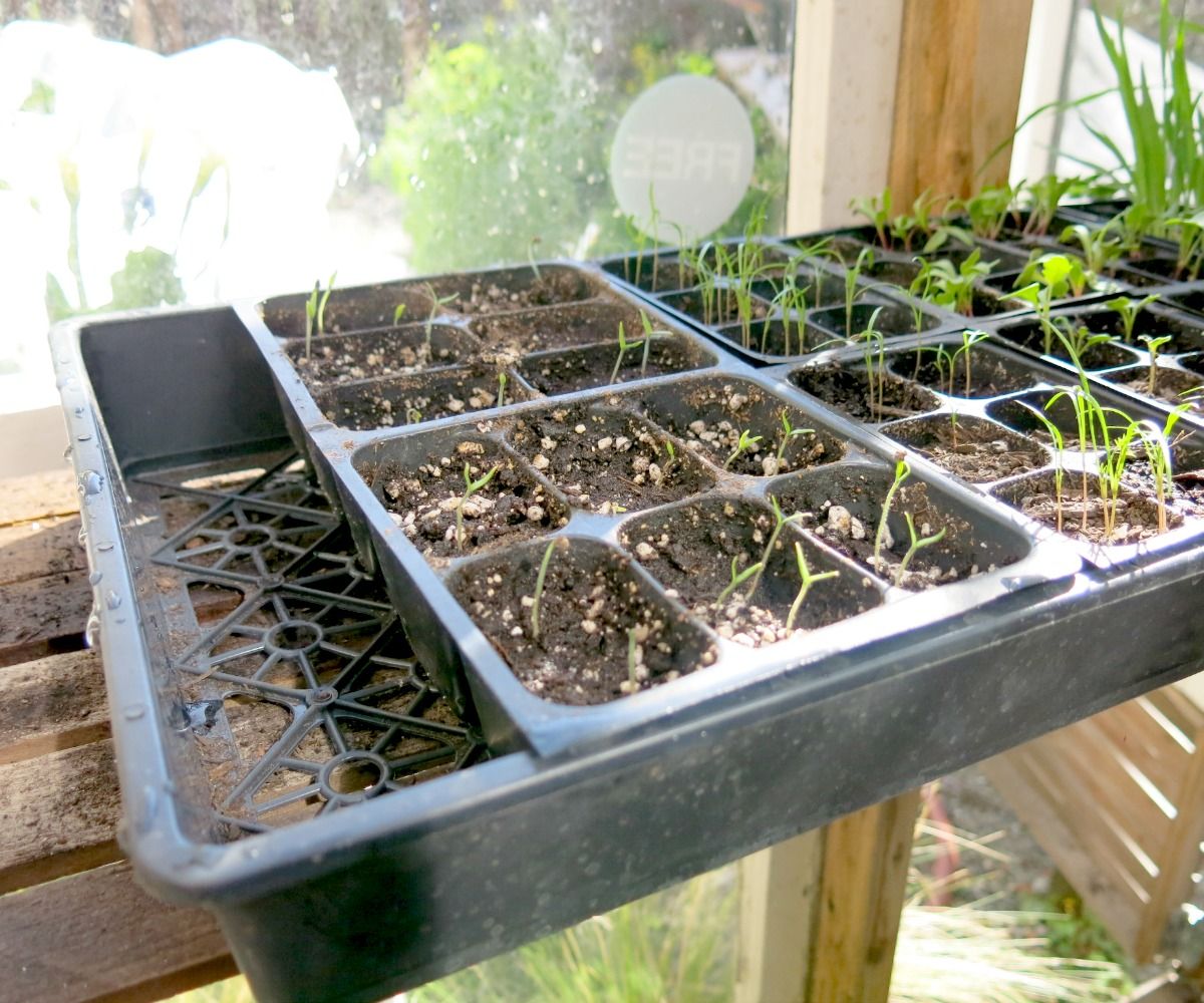 Grow Seedlings : 7 Steps (with Pictures) - Instructables