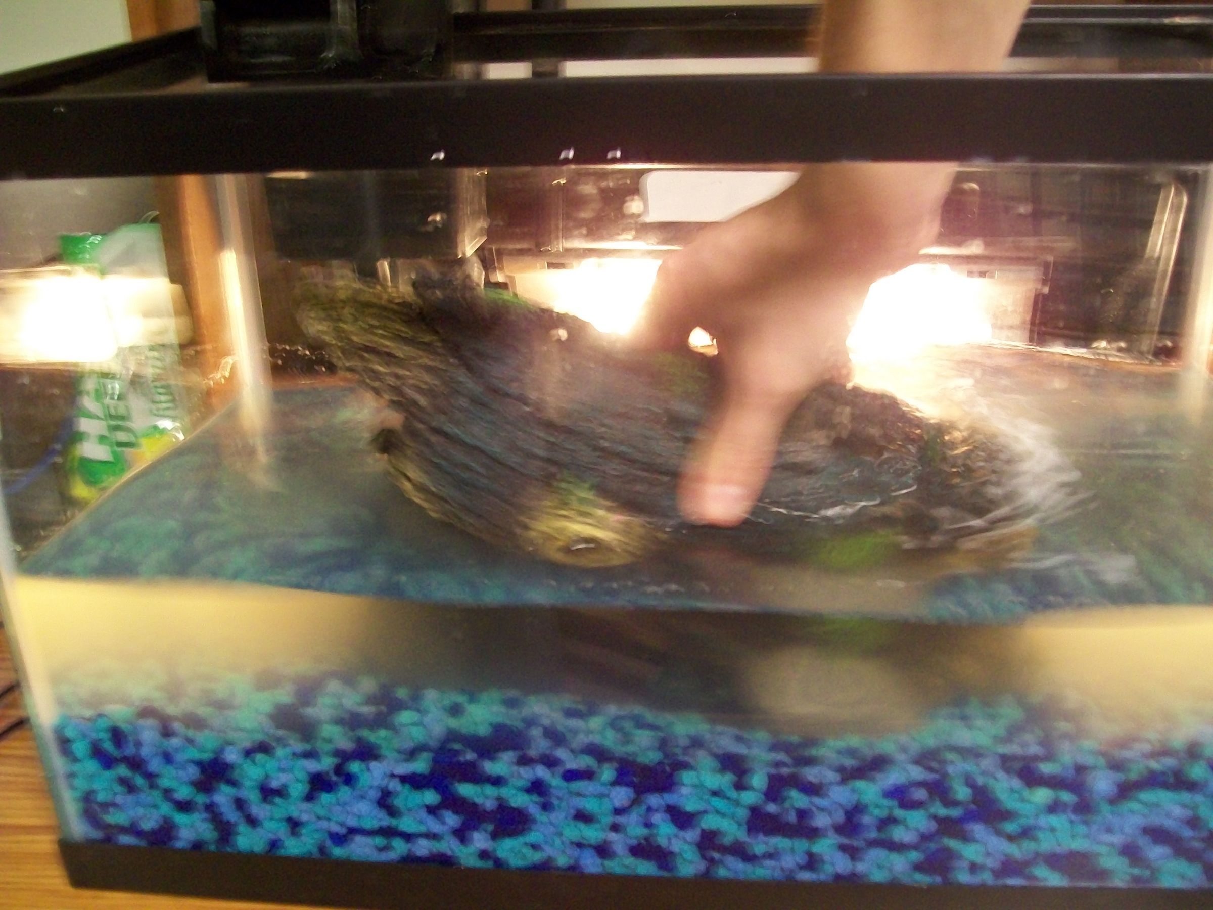 Dirty Tank? Let's Clean It Up! : 10 Steps - Instructables