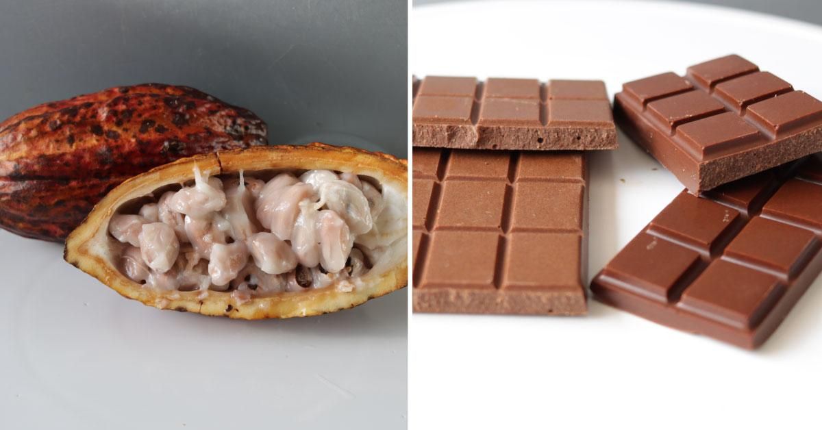 Make Chocolate From a Cacao Pod : 8 Steps (with Pictures) - Instructables
