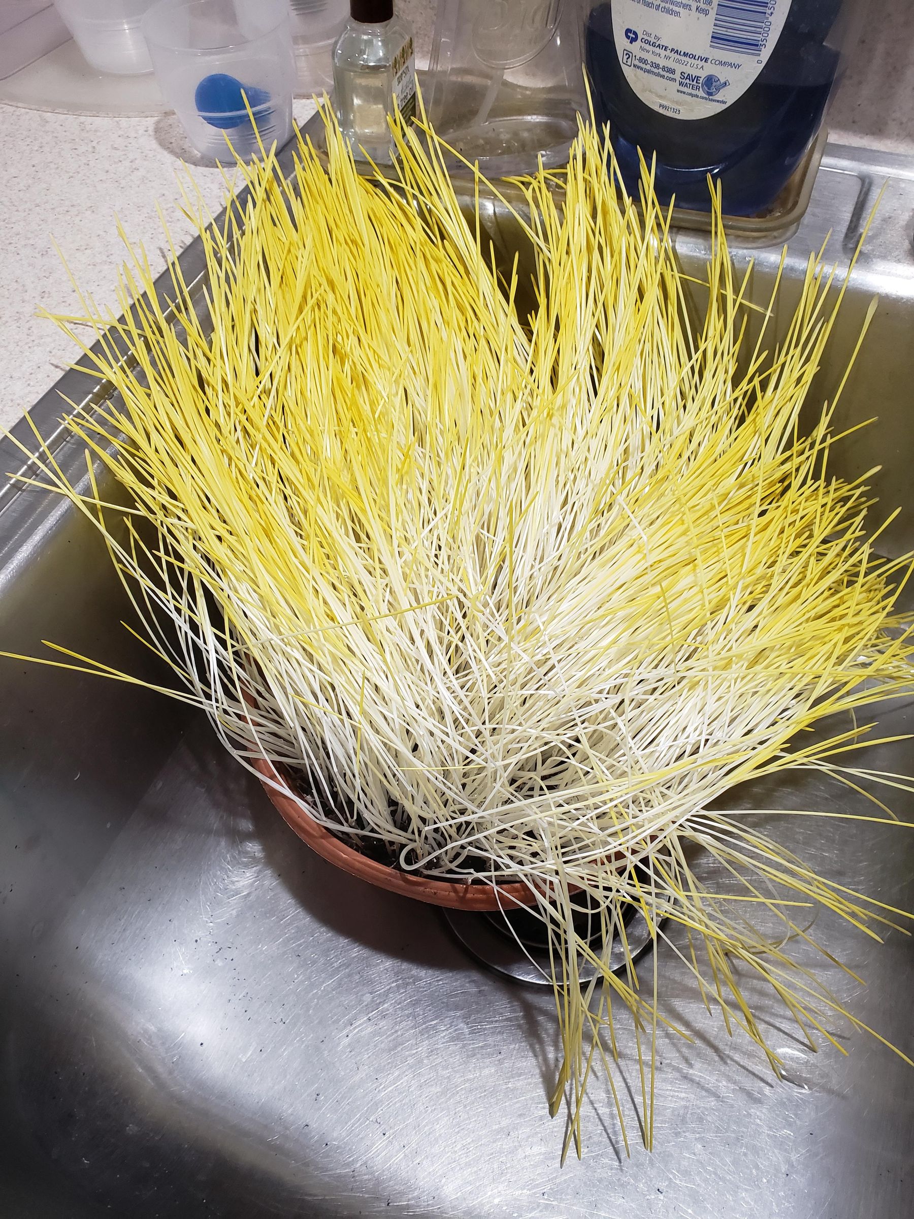 How to Grow Cat Grass : 5 Steps (with Pictures) - Instructables