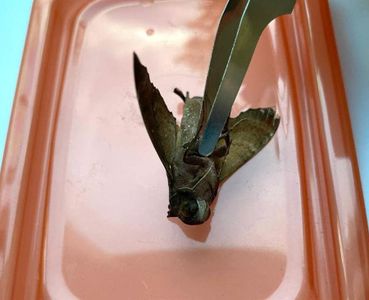 Preserving a Lepidoptera (Butterflies, Moths, and Skippers) : 7 Steps ...