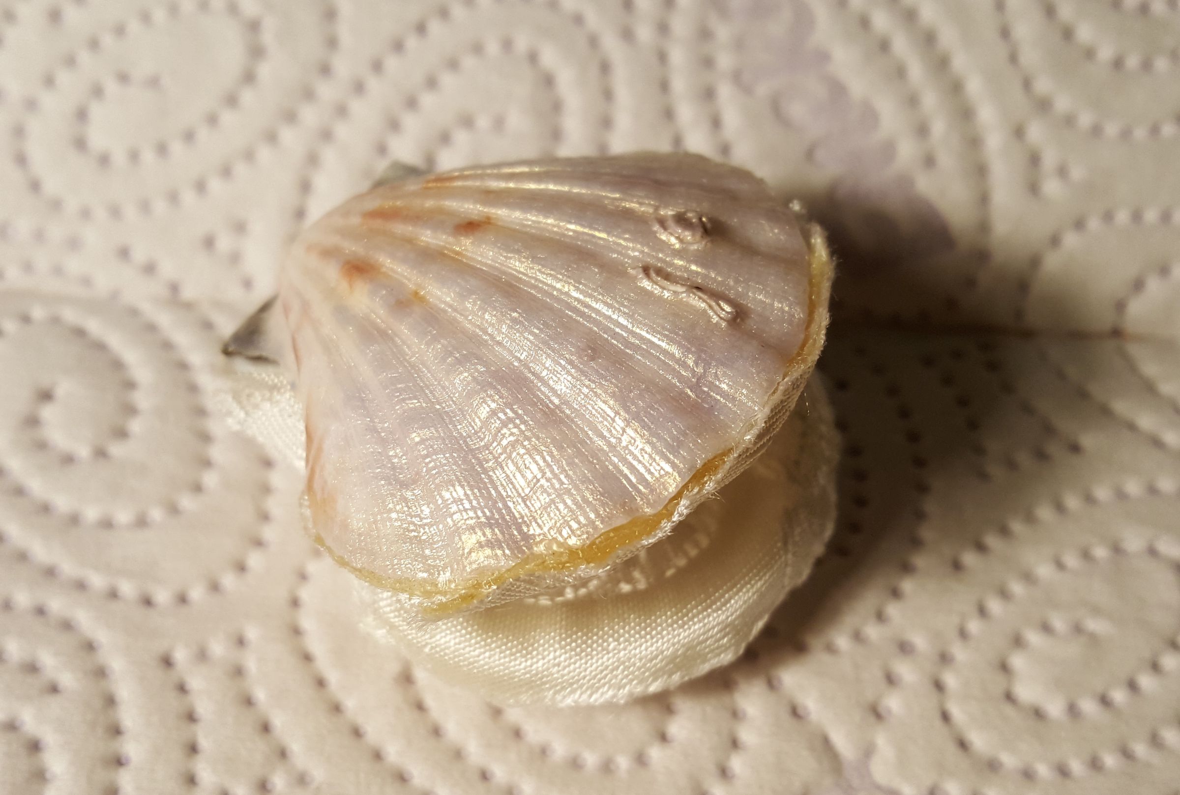 LED-illuminated Seashell Engagement Ring Box : 9 Steps (with Pictures) - Instructables