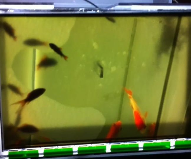Fish Eye : 3 Steps (with Pictures) - Instructables