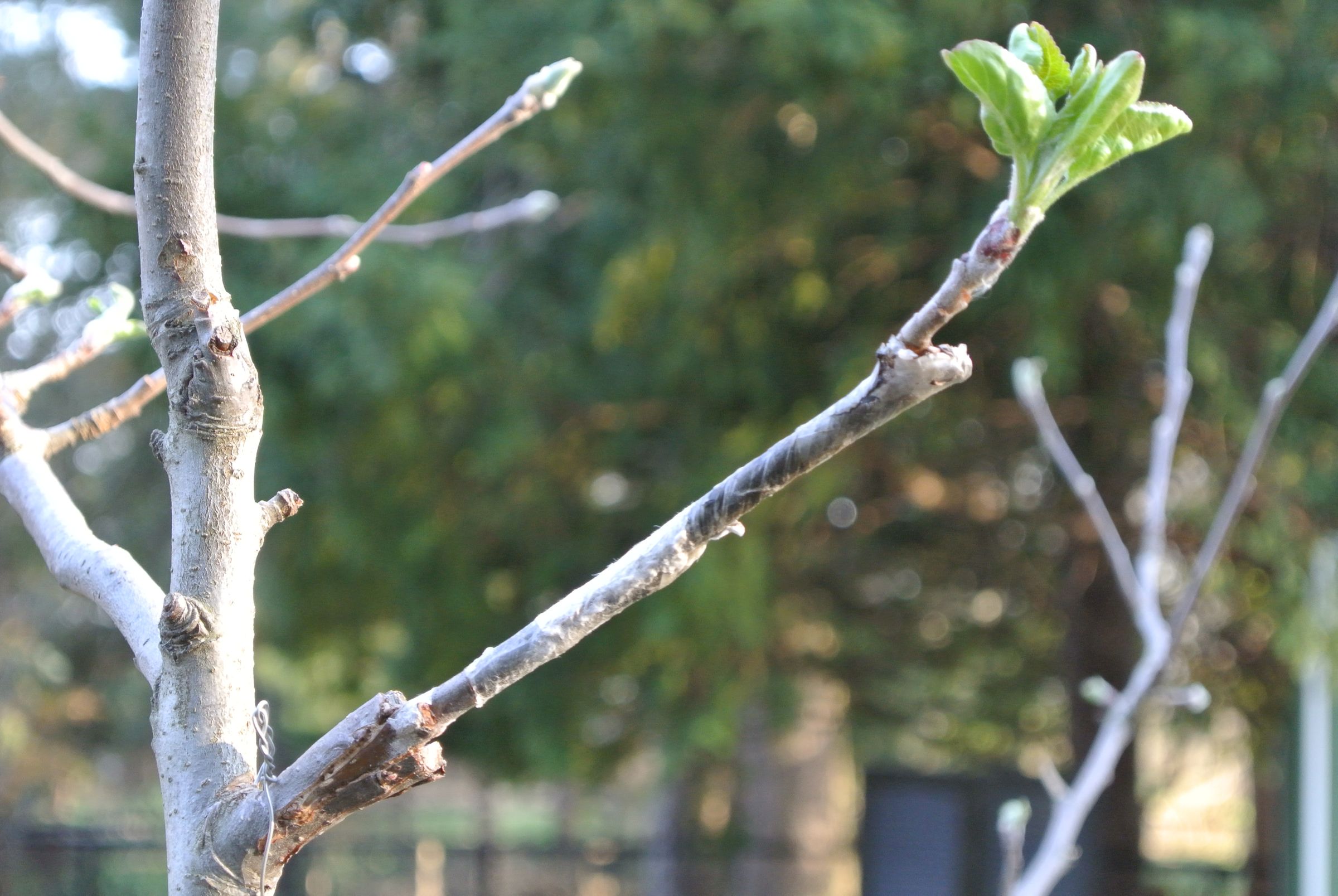 Grafting a Multi-variety Apple Tree. : 10 Steps (with Pictures ...