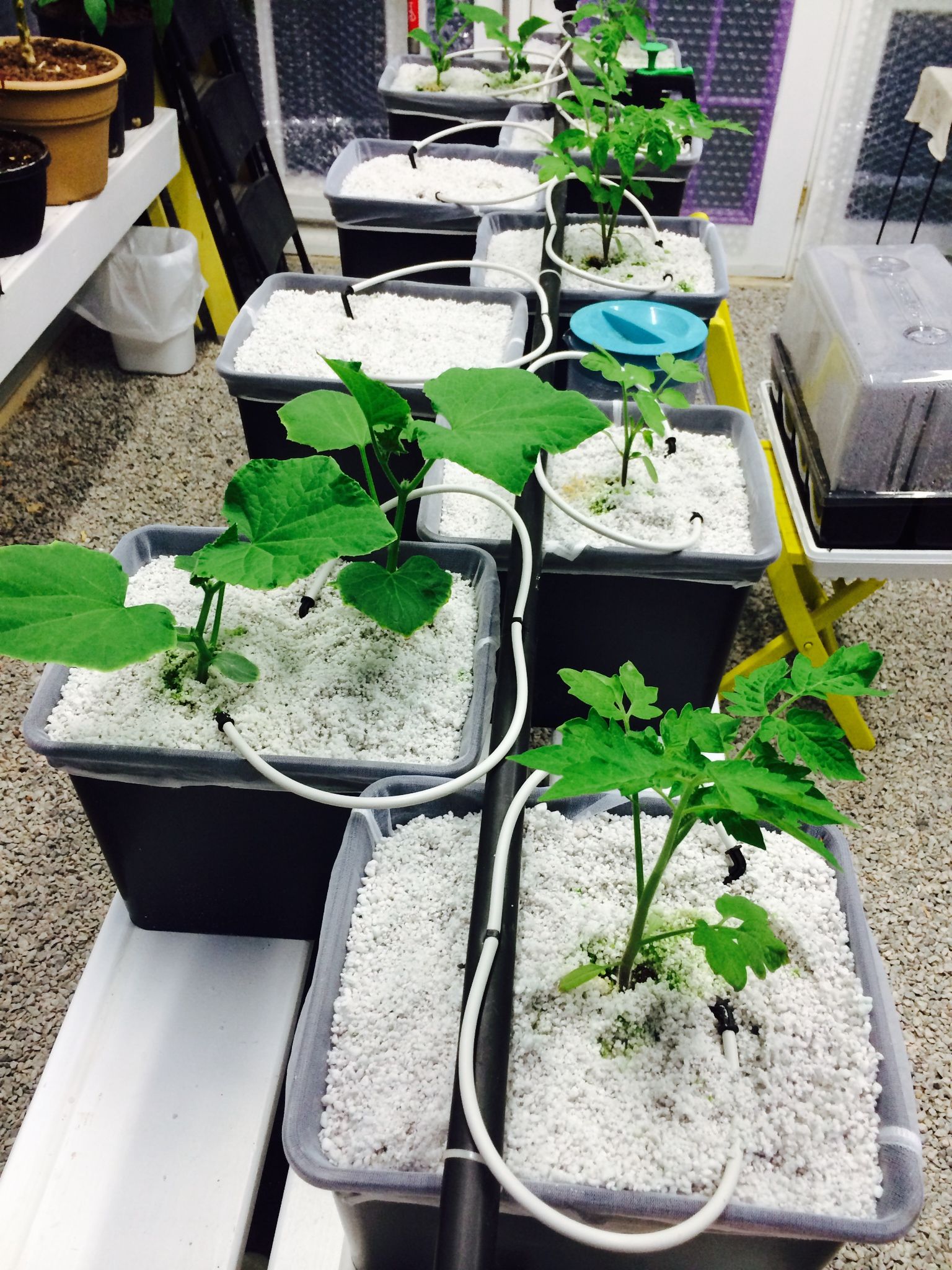 Dutch Bucket Hydroponic System : 27 Steps (with Pictures) - Instructables