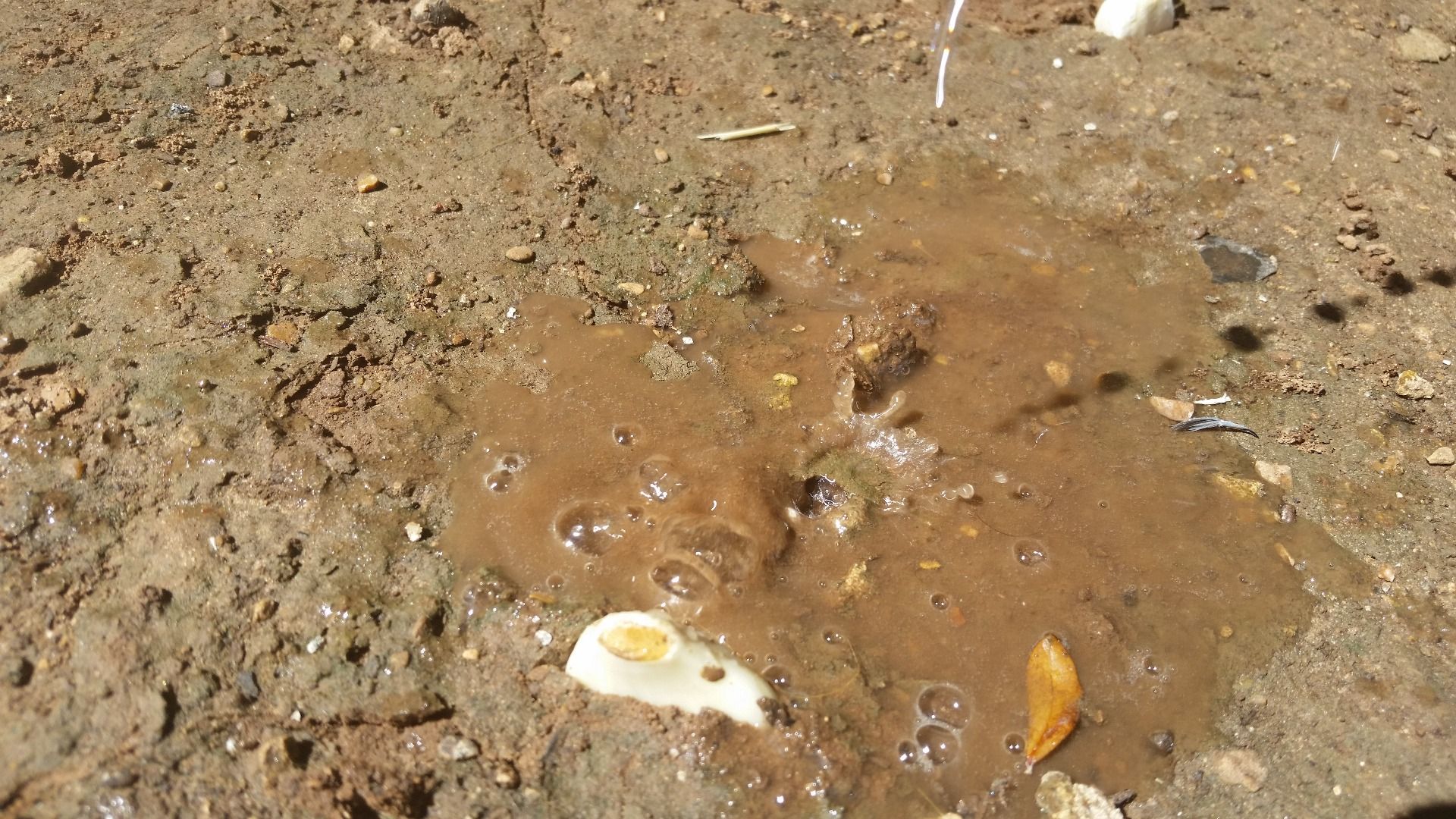 How to Regrow Garlic : 10 Steps - Instructables