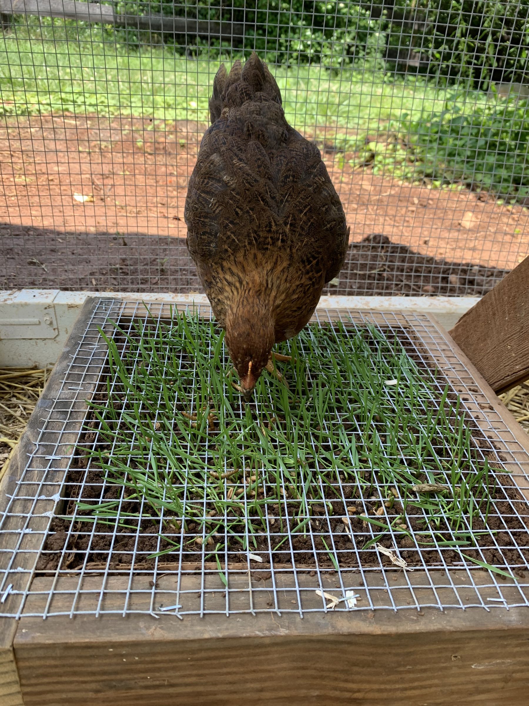 Chicken Playground : 20 Steps (with Pictures) - Instructables