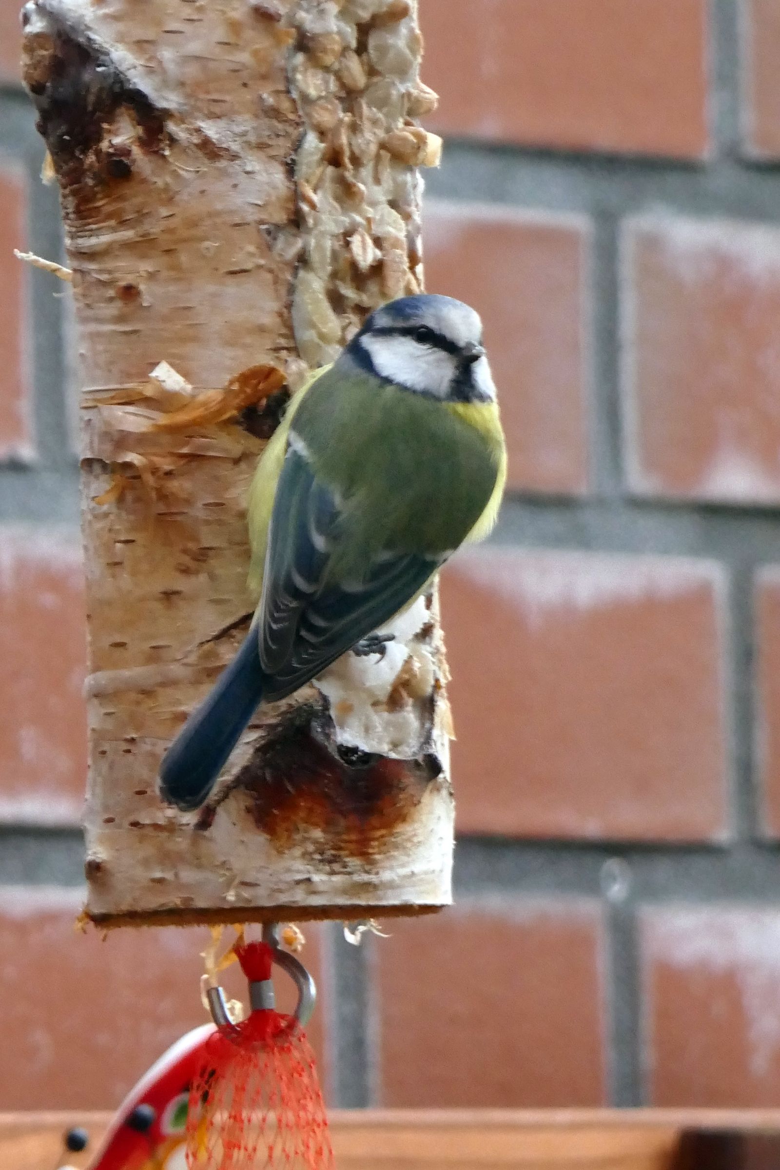 Birch Log Bird Feeder : 4 Steps (with Pictures) - Instructables