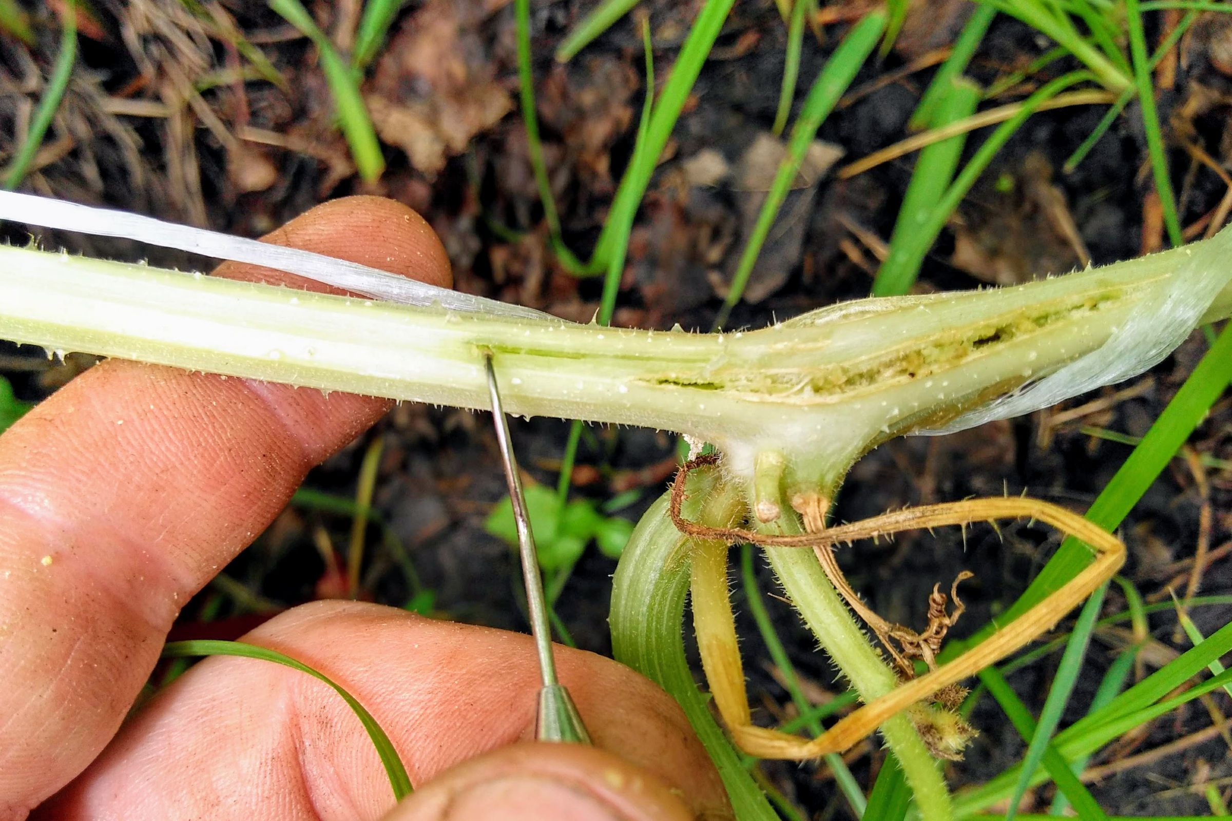 How to Hunt Vine Borers : 17 Steps (with Pictures) - Instructables