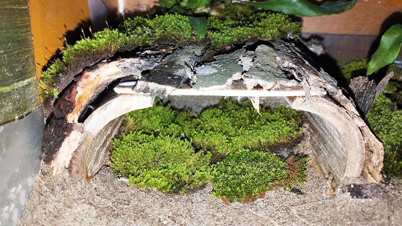 Turtle Habitat for Baby Turtles | Homemade Turtle Garden : 18 Steps ...