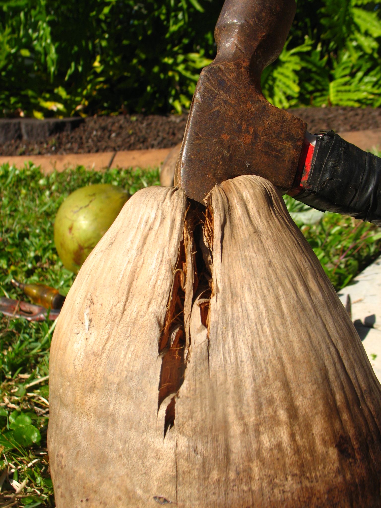 How to Peel a Coconut (with Only a Claw Hammer) : 6 Steps (with ...