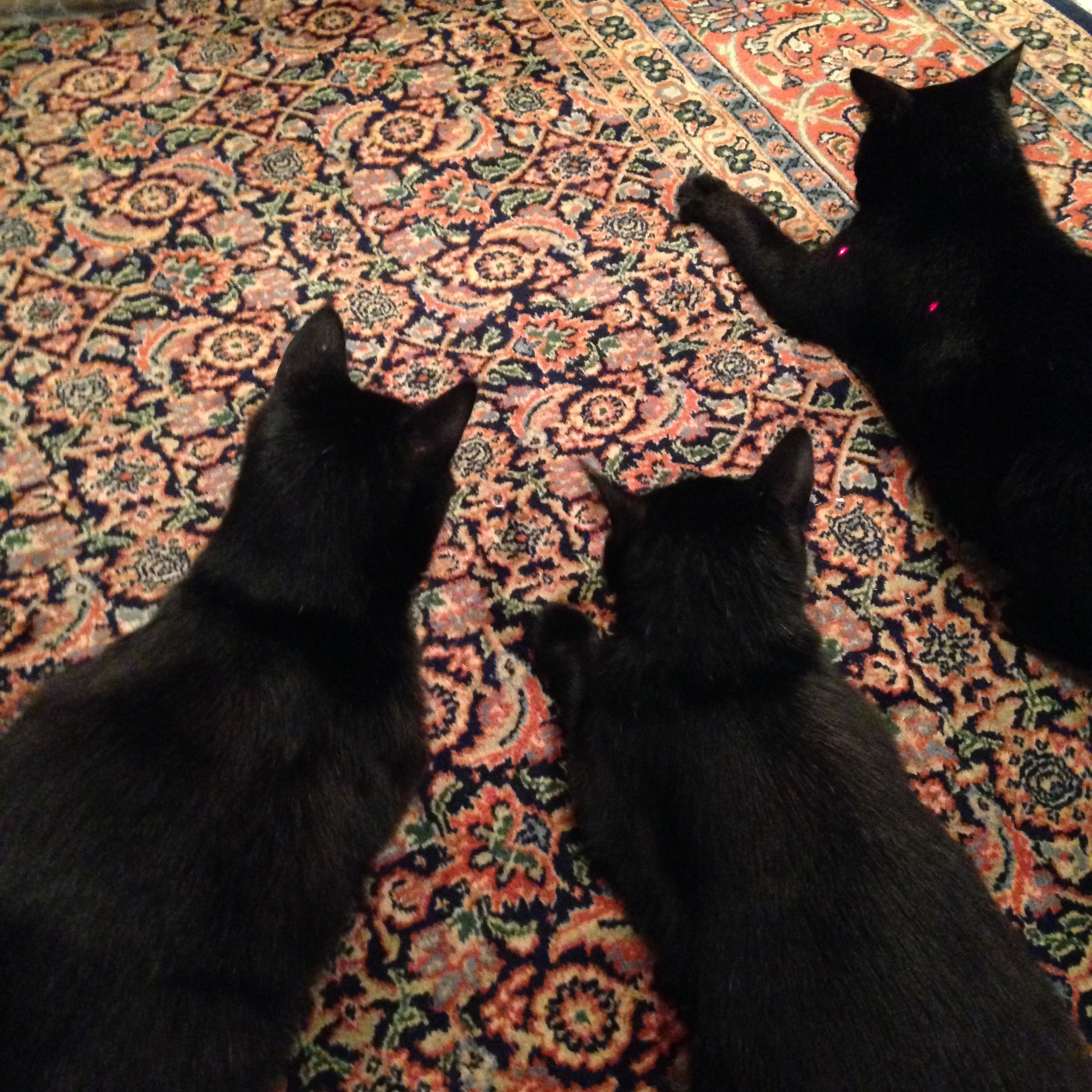 Dual Laser Pointer Cat Toy : 6 Steps (with Pictures) - Instructables