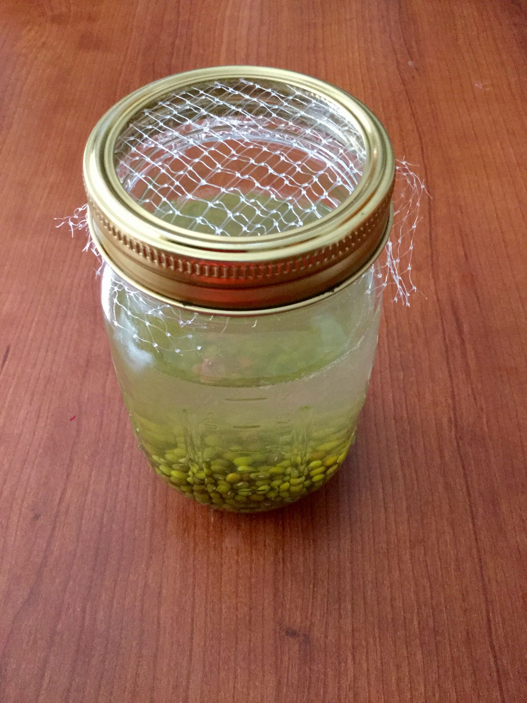 How to Grow Bean Sprouts : 5 Steps (with Pictures) - Instructables