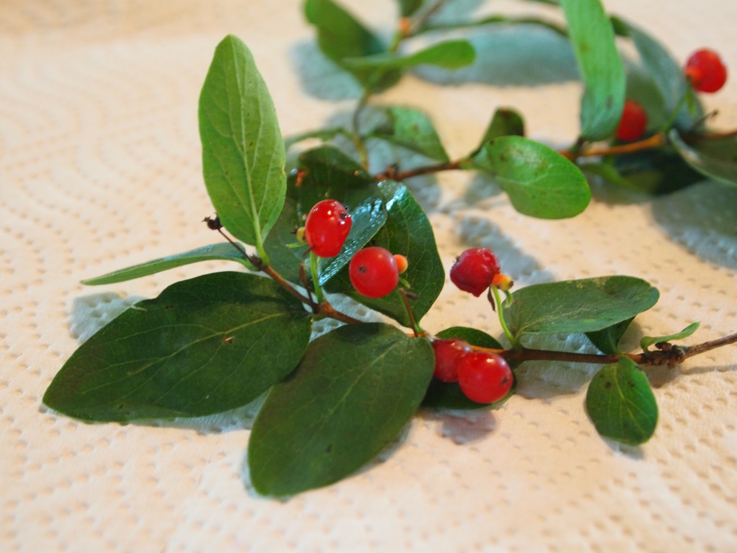 Paint Made From Berries & Nature : 4 Steps (with Pictures) - Instructables