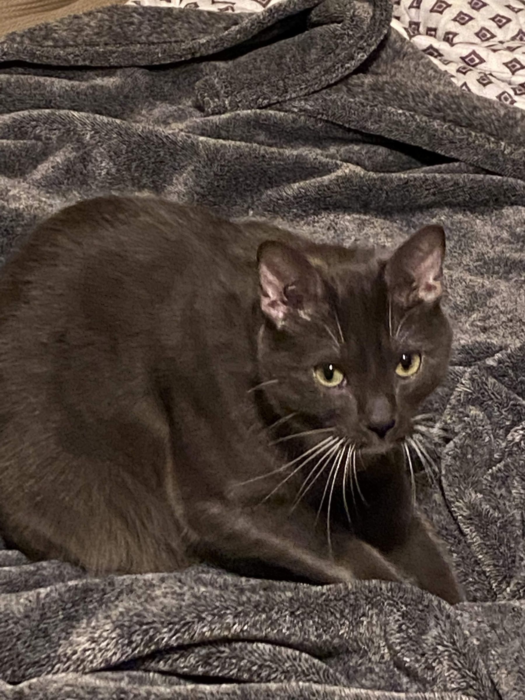 Noise Monitor for My Cat (Interactive Electronic Art Final) : 8 Steps ...